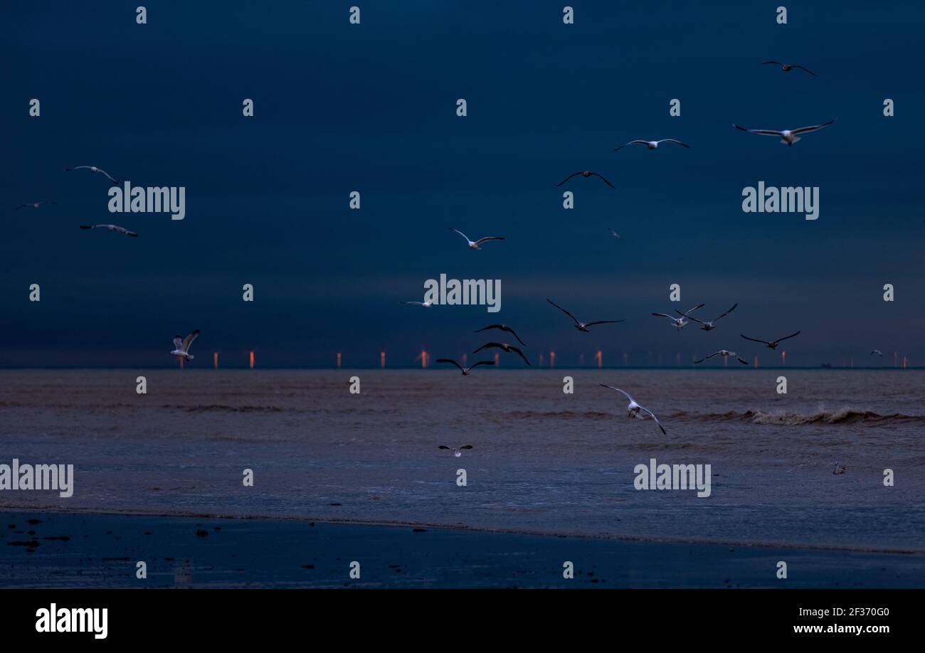 Seagulls flying around as wind turbines can been seen on the horizon in ...