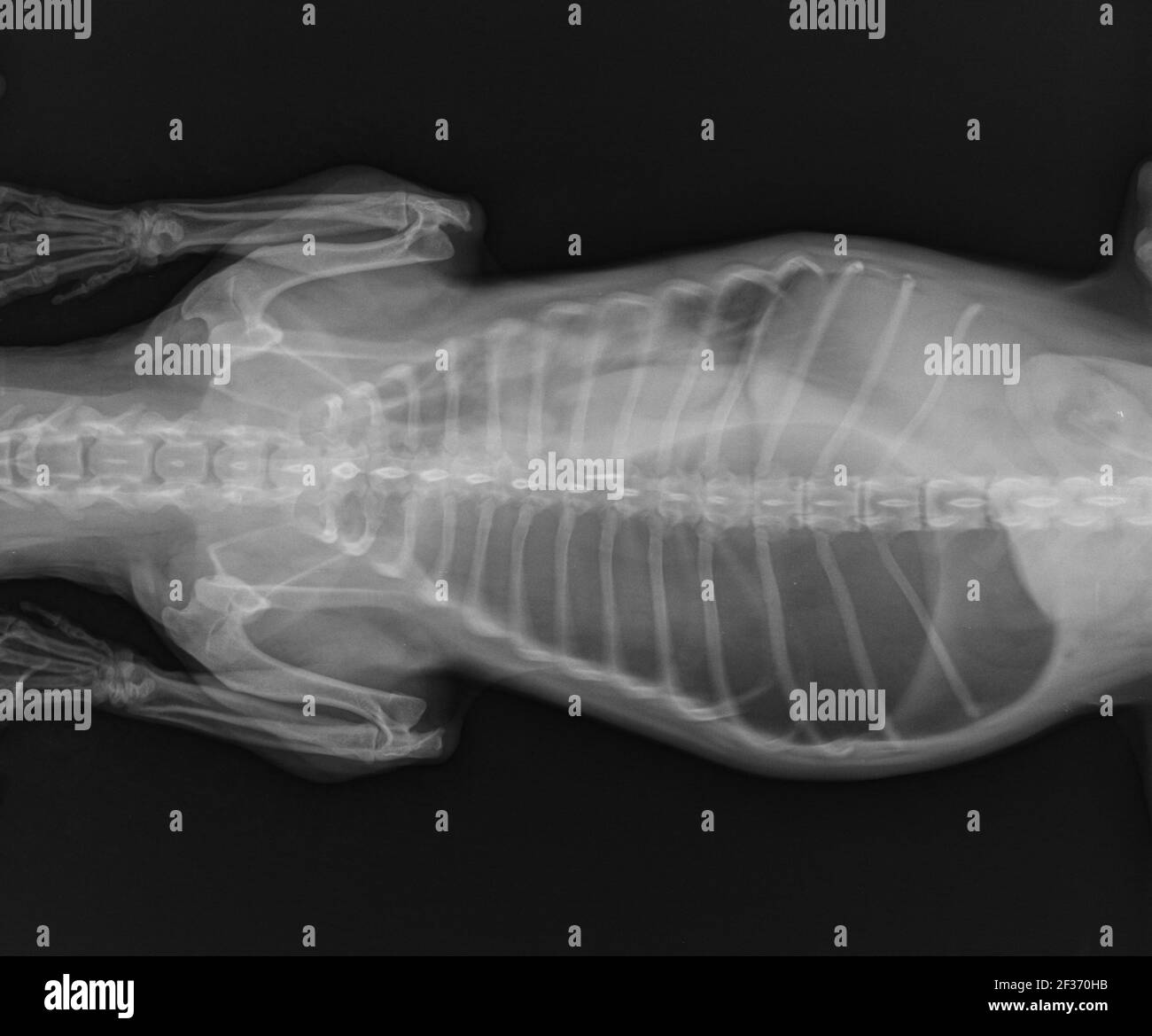 Dog X Ray. Diaphragmatic Hernia in Dog. Stomach Herniated in the Thorax ...