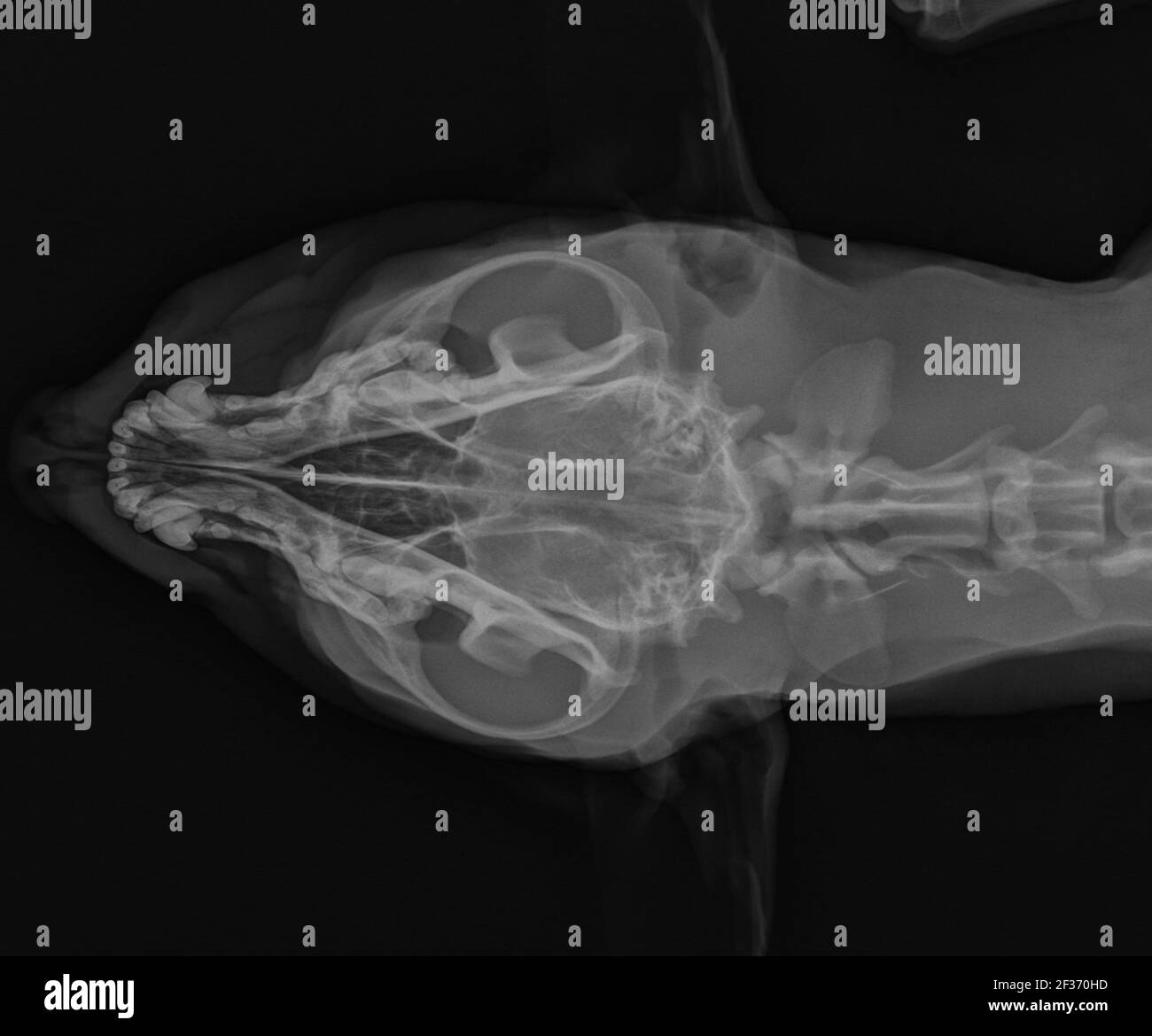 Dog Skull X Ray. Ventro Dorsal Exposure Stock Photo - Alamy
