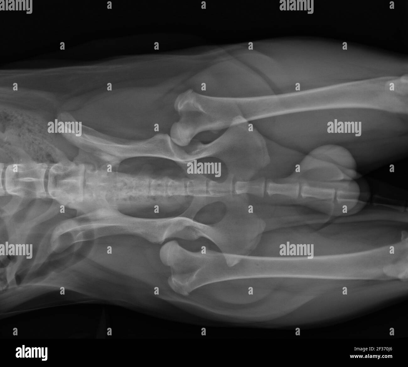 Dog X Ray Showing Canine Bilateral Hip Dysplasia. Ventral View Stock ...