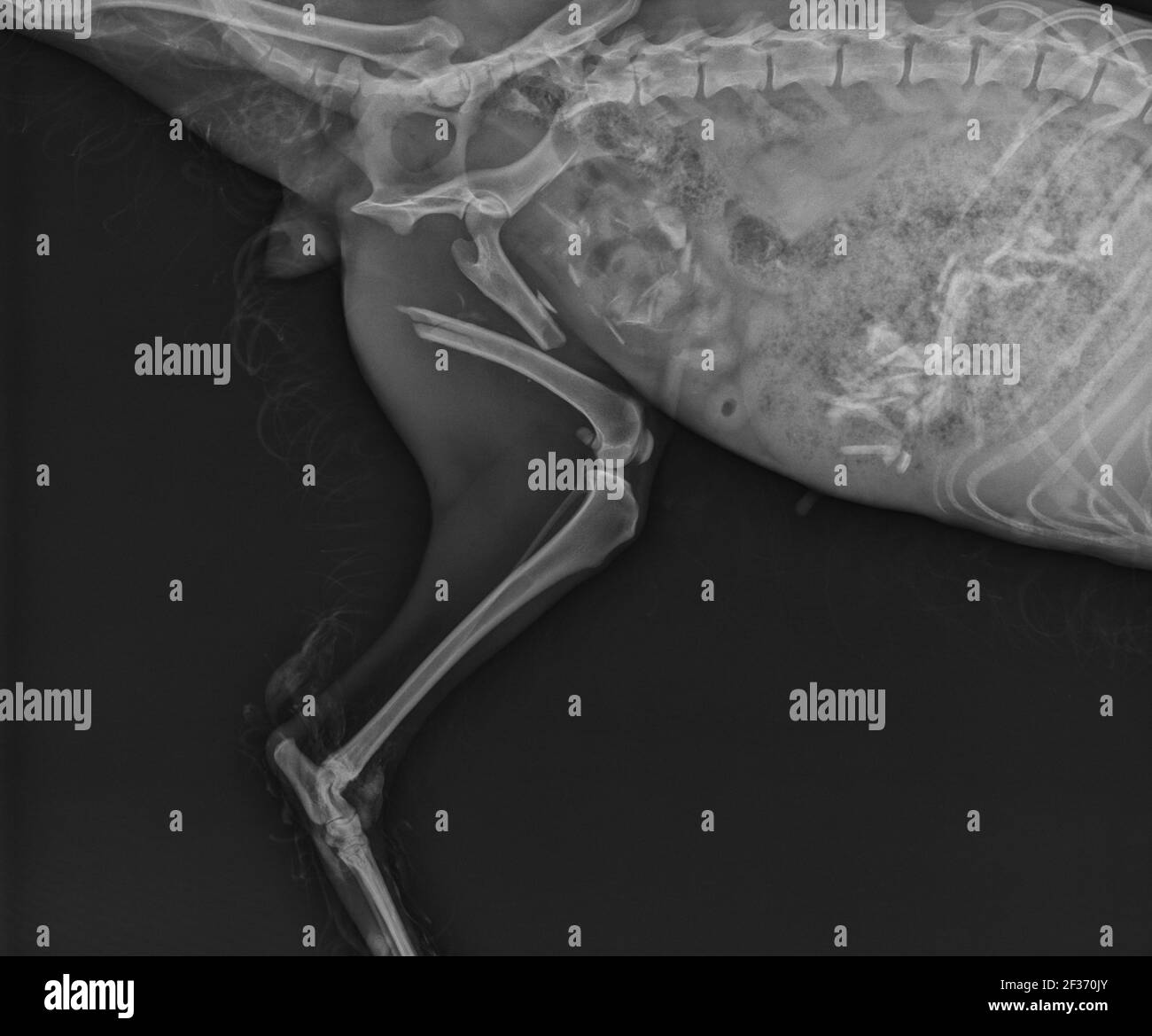 Dog femoral fracture hi-res stock photography and images - Alamy