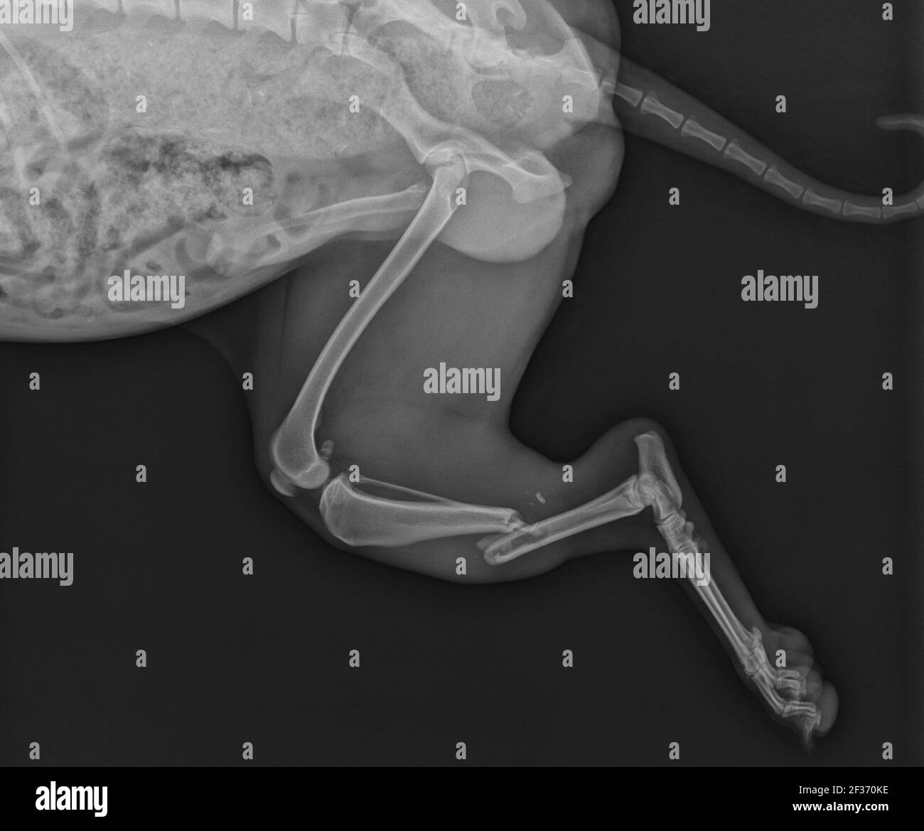 Dog X Ray. Tibial Fracture in Dog Radiograph Stock Photo - Alamy