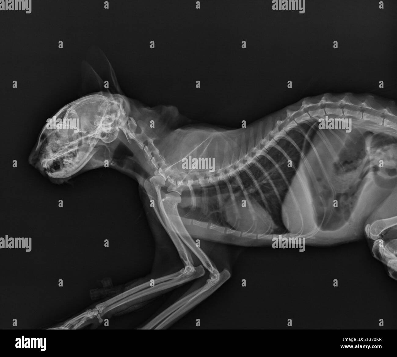 Cat X Ray. Abdomen and Thorax Radiograph of a Cat. Head and Neck X Ray ...