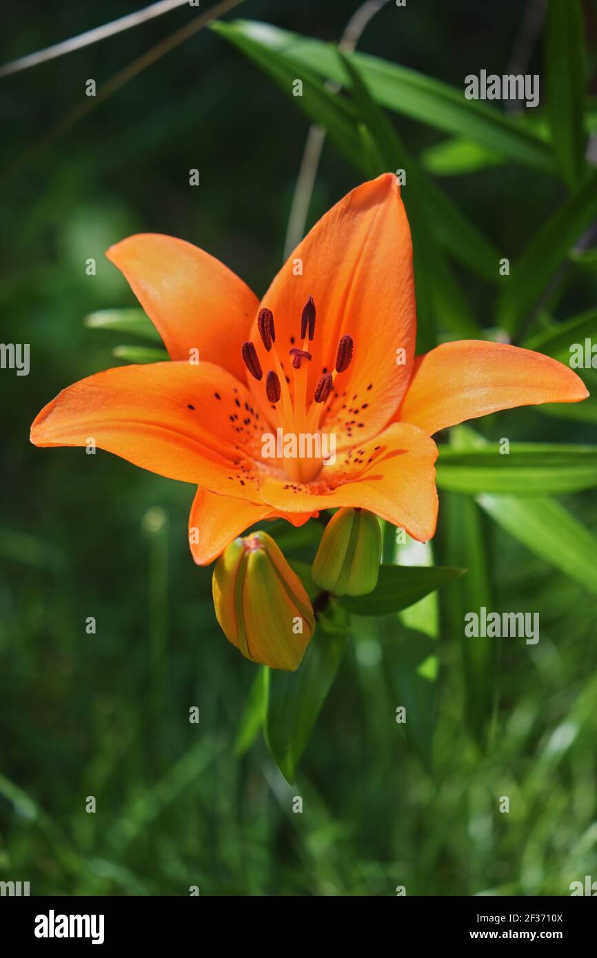 Lilium bulbiferum botanic hi-res stock photography and images - Alamy