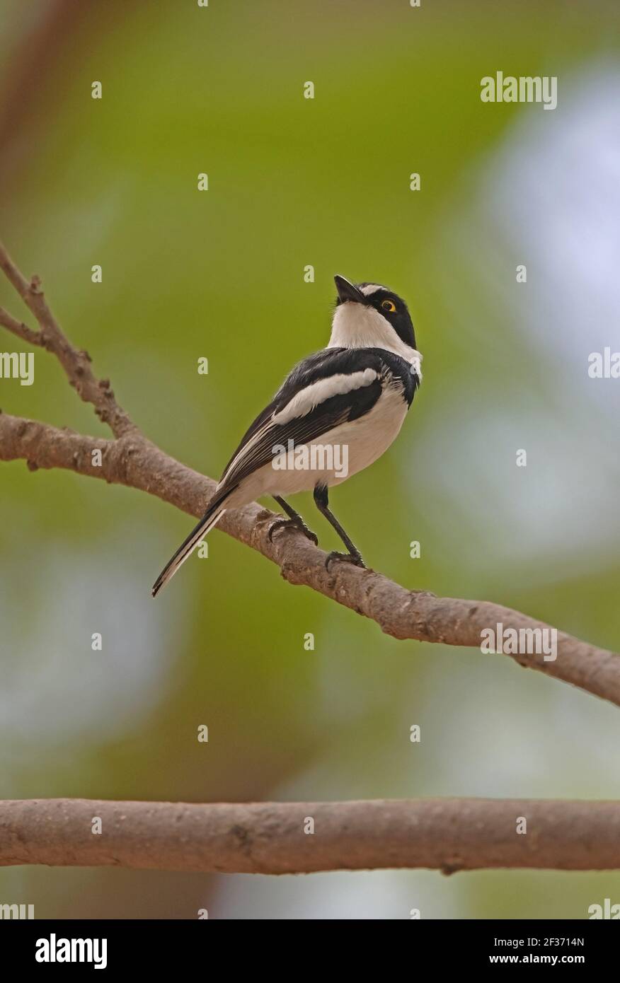 Western Black-headed Batis (Batis erlangeri erlangeri) adult male ...