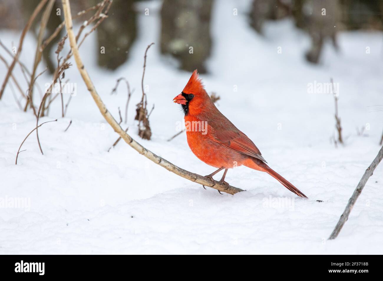 Northern cardinal in snowy back yard Stock Photo - Alamy