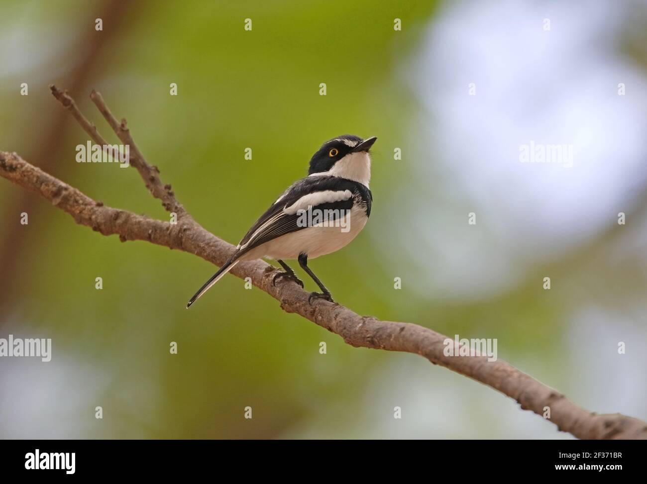 Western Black-headed Batis (Batis erlangeri erlangeri) adult male ...
