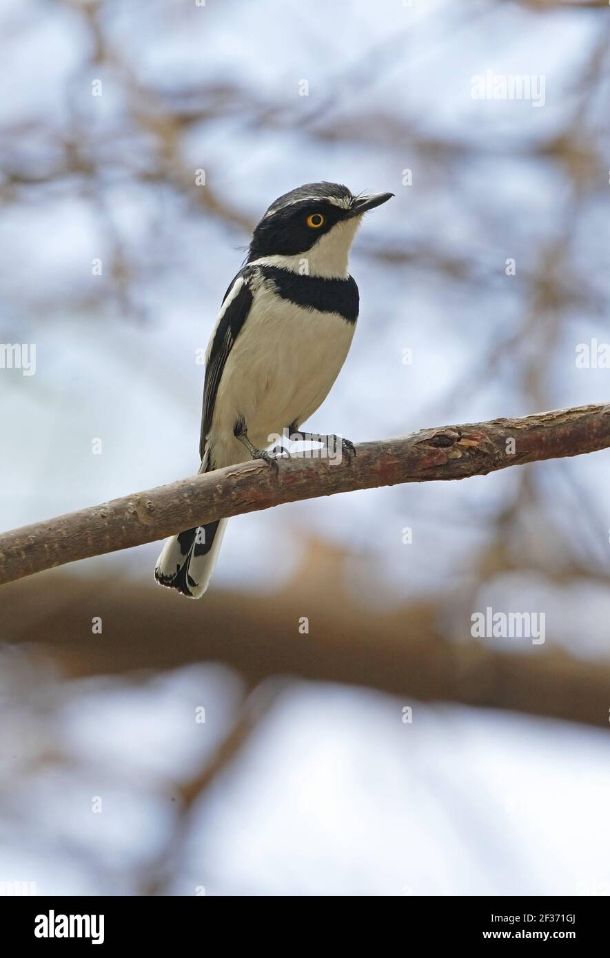 Batis bird hi-res stock photography and images - Alamy