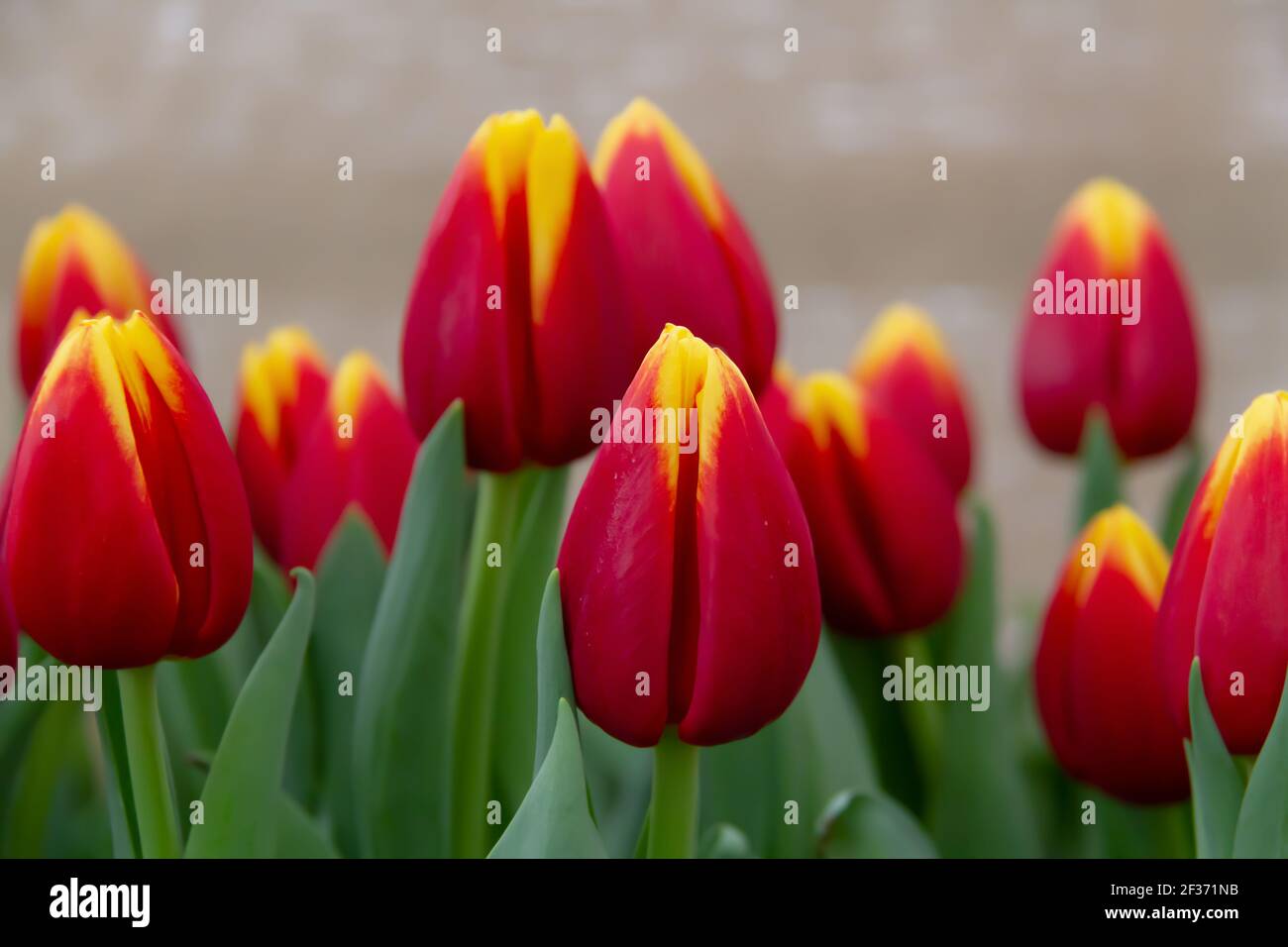 Tulip buds on a background of fresh green leaves. Can be used for ...