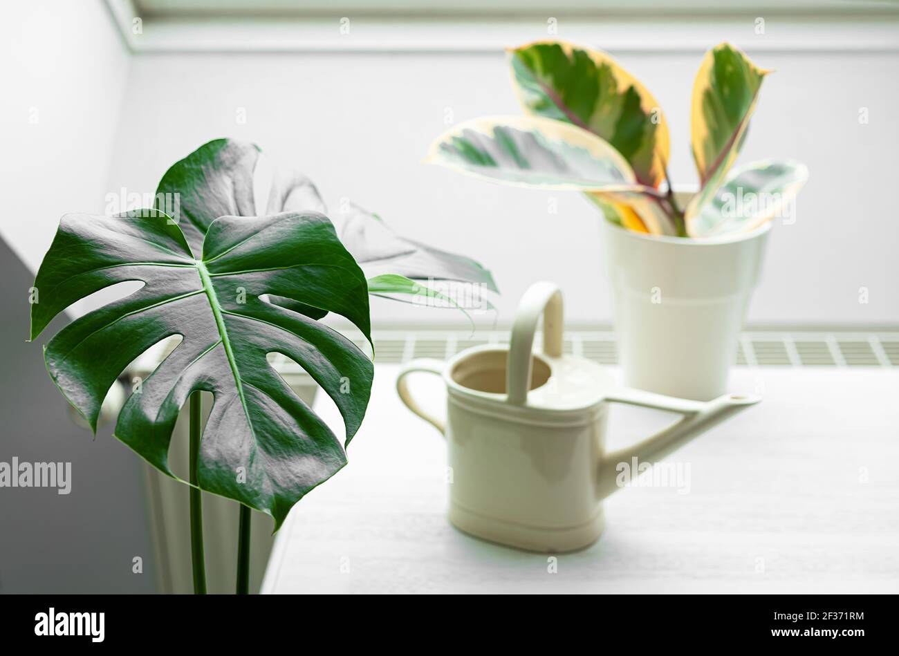 Monstera, ficus and watering can in the interior with day light ...