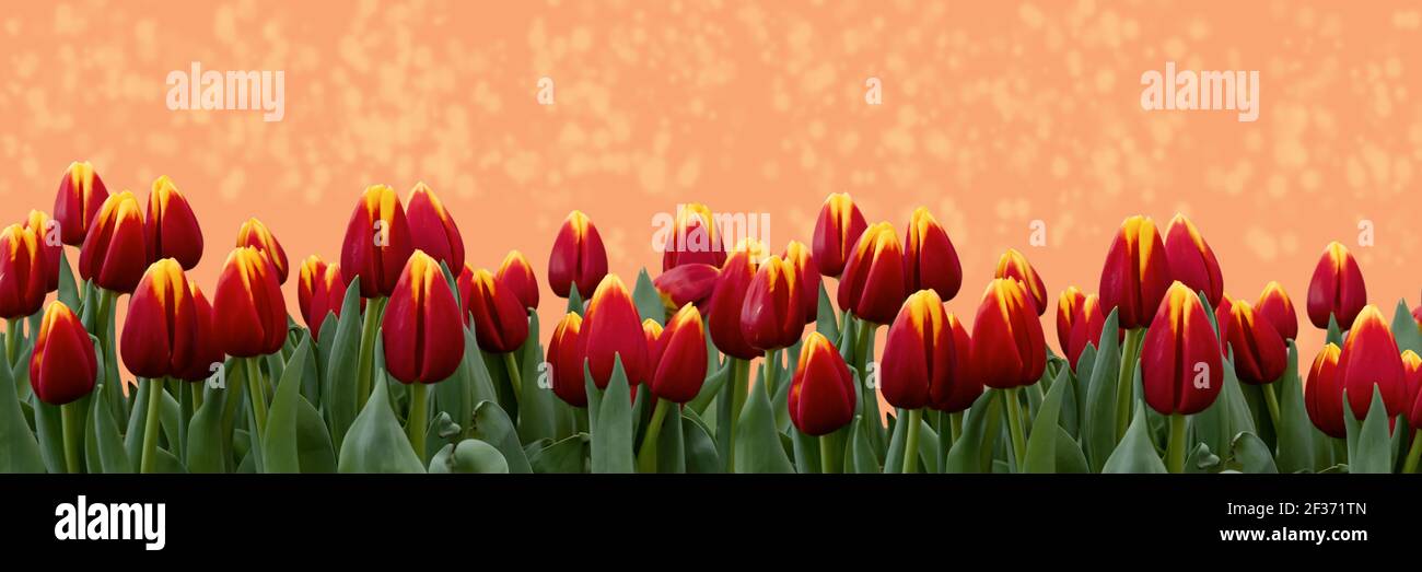 Banner with red tulips border. Hello spring concept. Greeting card ...