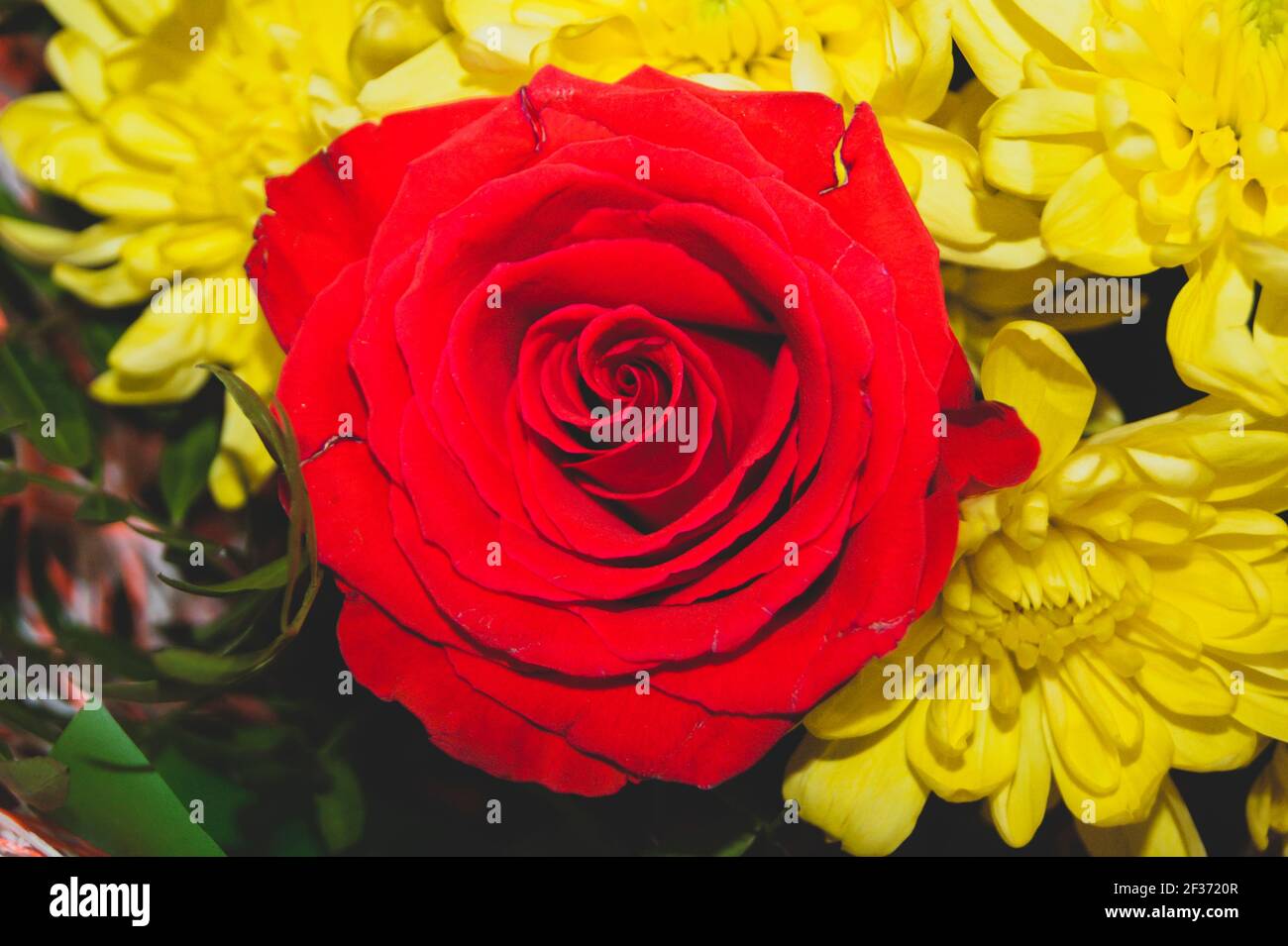 Photo Of Yellow Rose And Red Rose High Resolution Stock Photography and ...