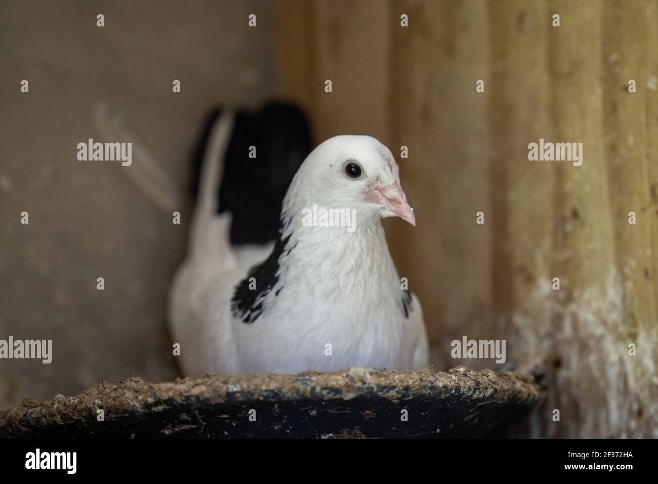 Post dove hi-res stock photography and images - Alamy