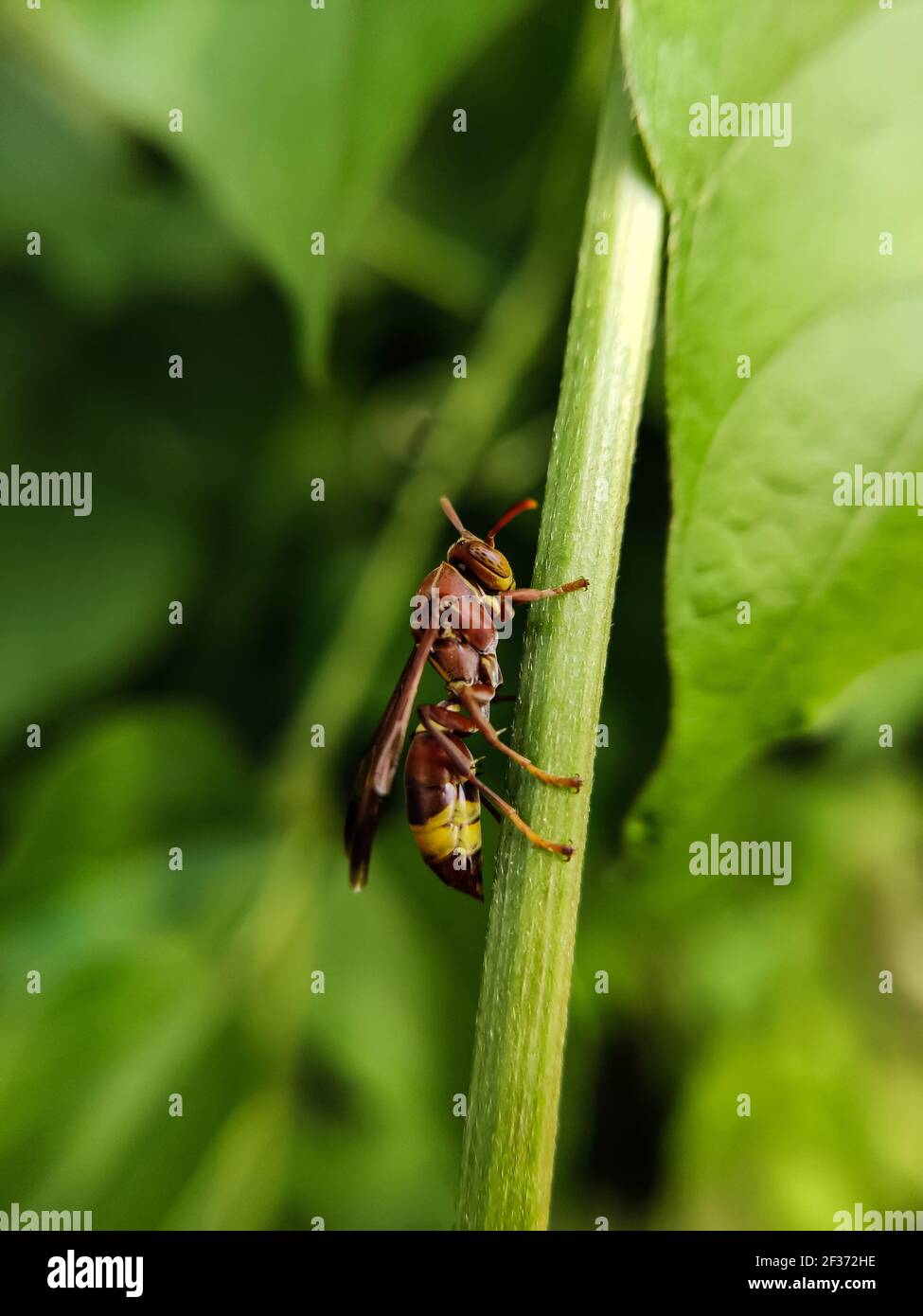 A common hornet on a plant Stock Photo - Alamy