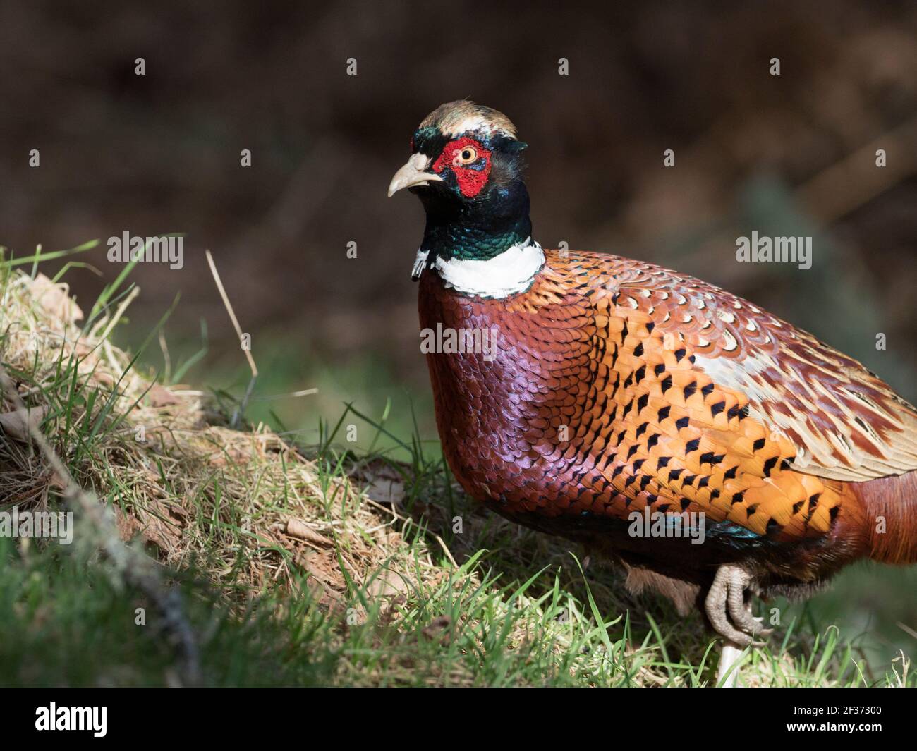 Male Pheasant (Phasianus colchicus) in the forest, Highlands, Scotland ...