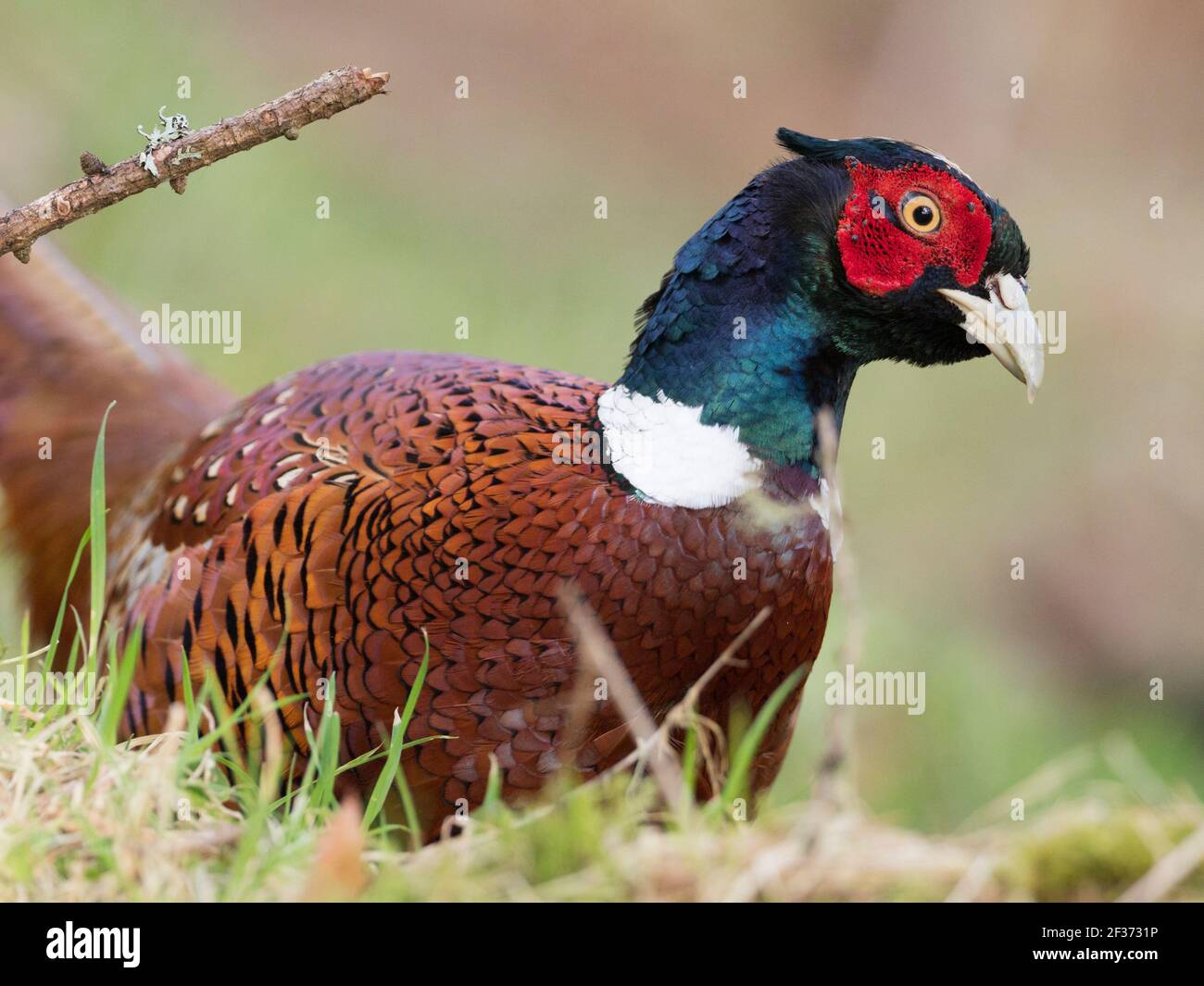 Male Pheasant (Phasianus colchicus) in the forest, Highlands, Scotland ...