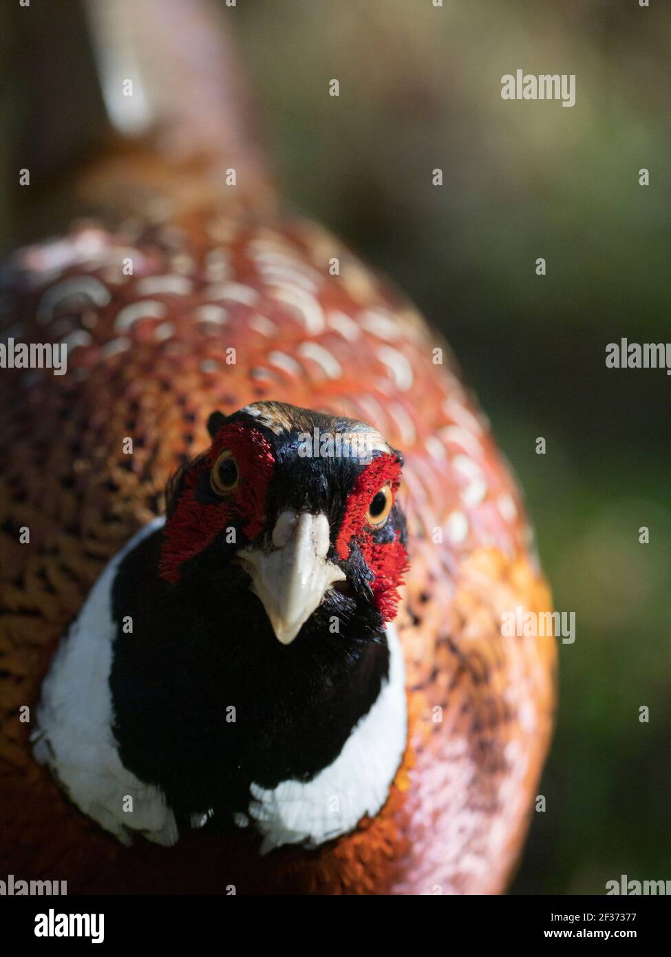 Male Pheasant (Phasianus colchicus) in the forest, Highlands, Scotland ...