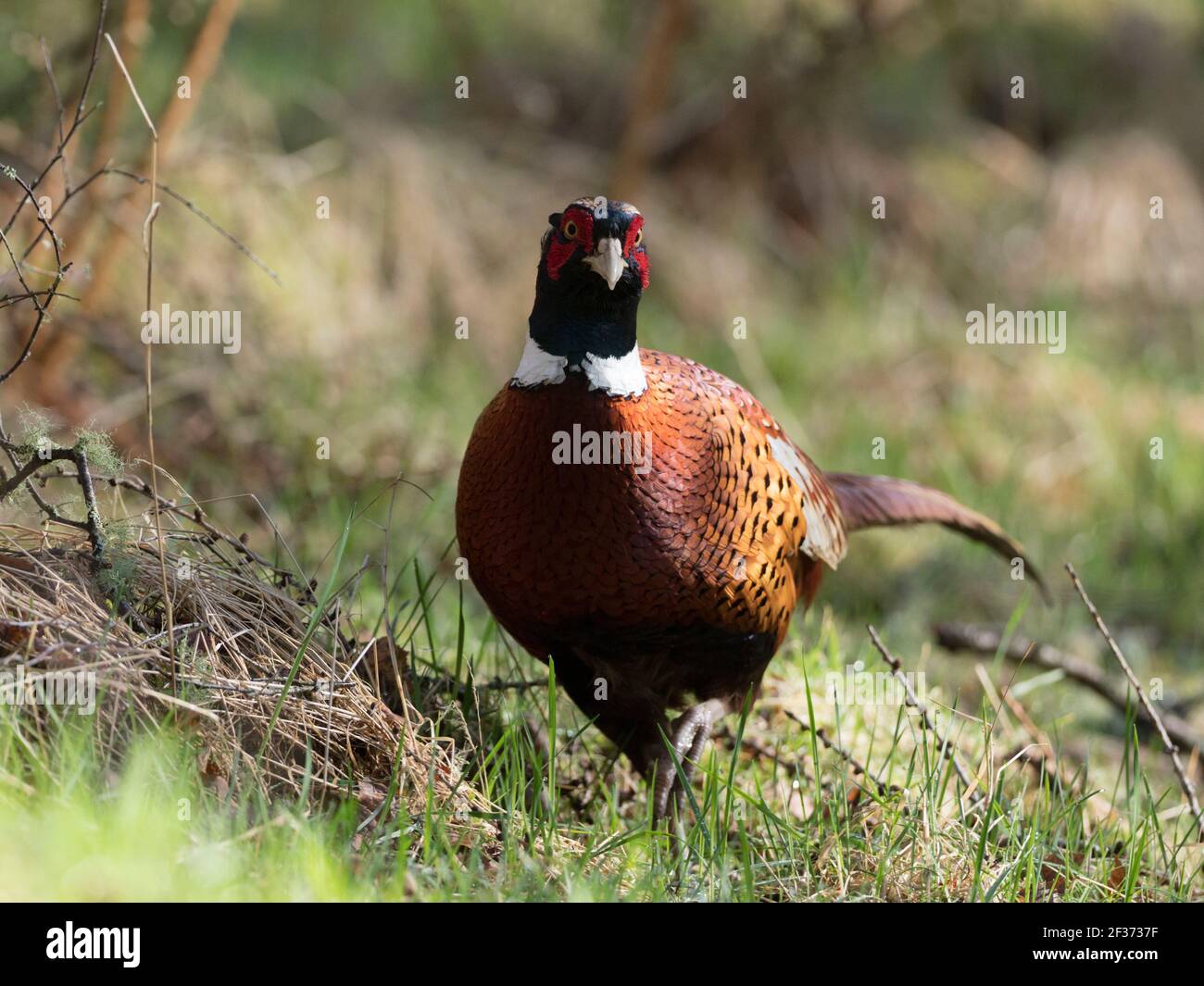 Male Pheasant (Phasianus colchicus) in the forest, Highlands, Scotland ...