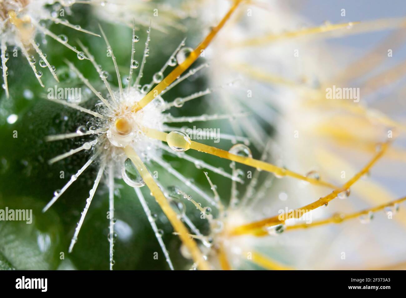Dew drops on cactus hi-res stock photography and images - Alamy
