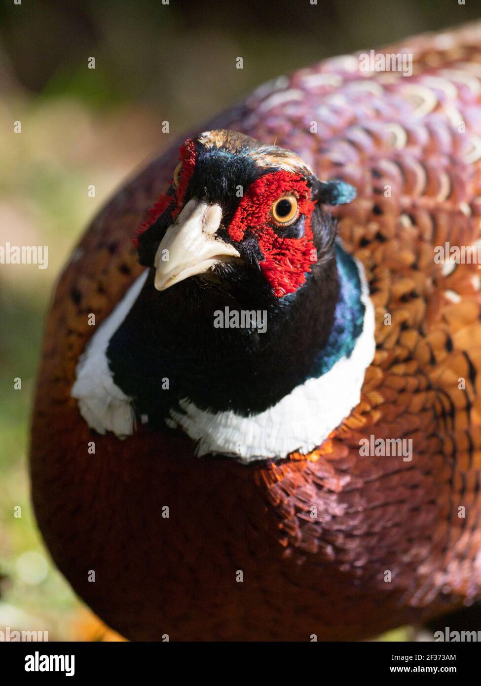 Male Pheasant (Phasianus colchicus) in the forest, Highlands, Scotland, UK Stock Photo - Alamy