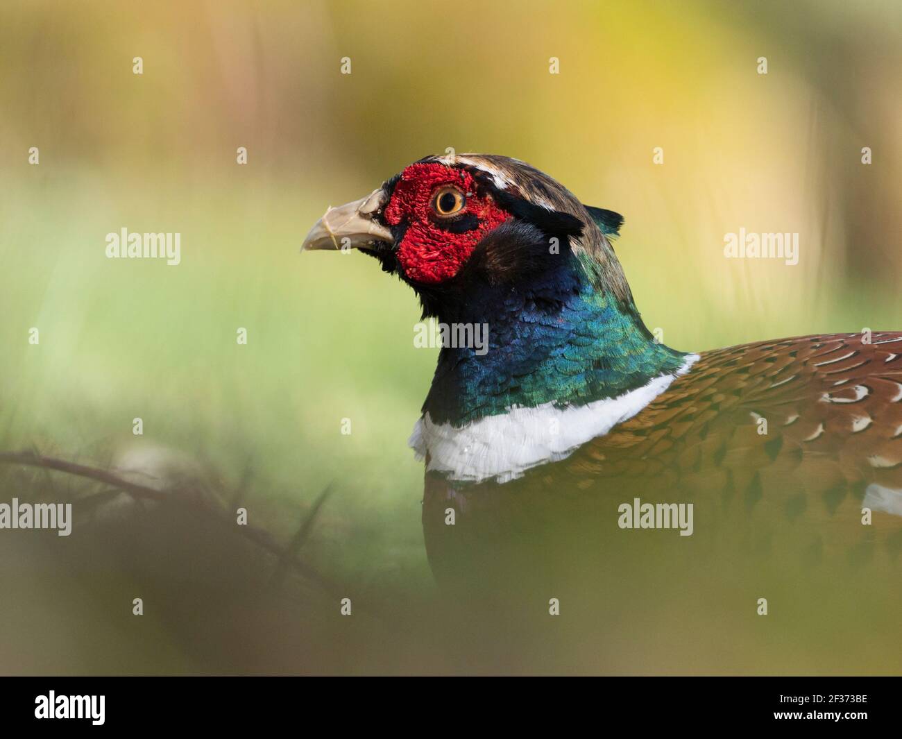 Male Pheasant (Phasianus colchicus) in the forest, Highlands, Scotland ...