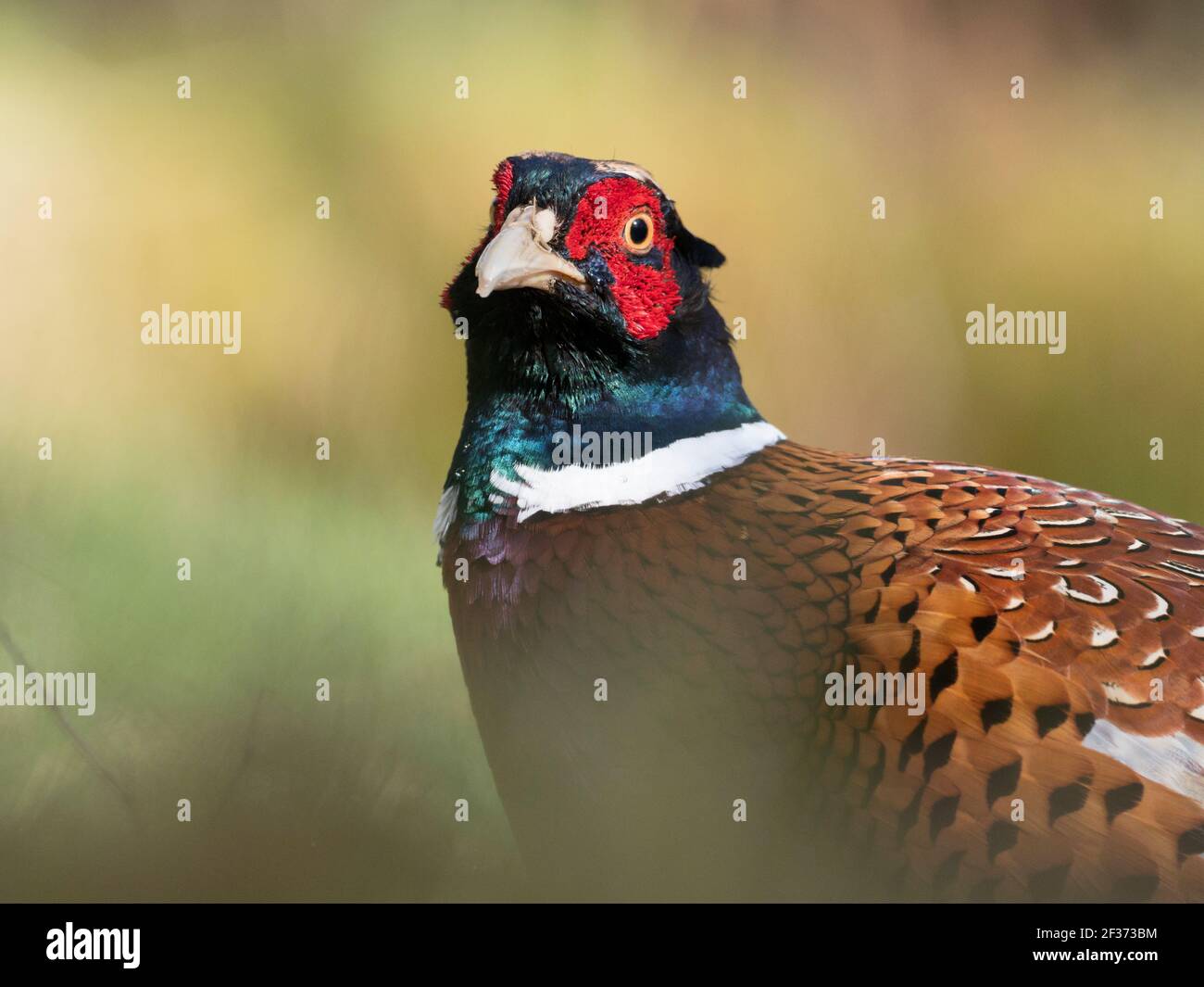 Male Pheasant (Phasianus colchicus) in the forest, Highlands, Scotland ...