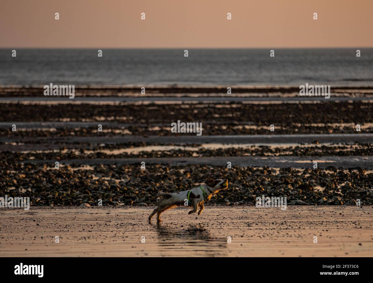 The rising sunrise as birds fly and people walk their dog at Rustington ...