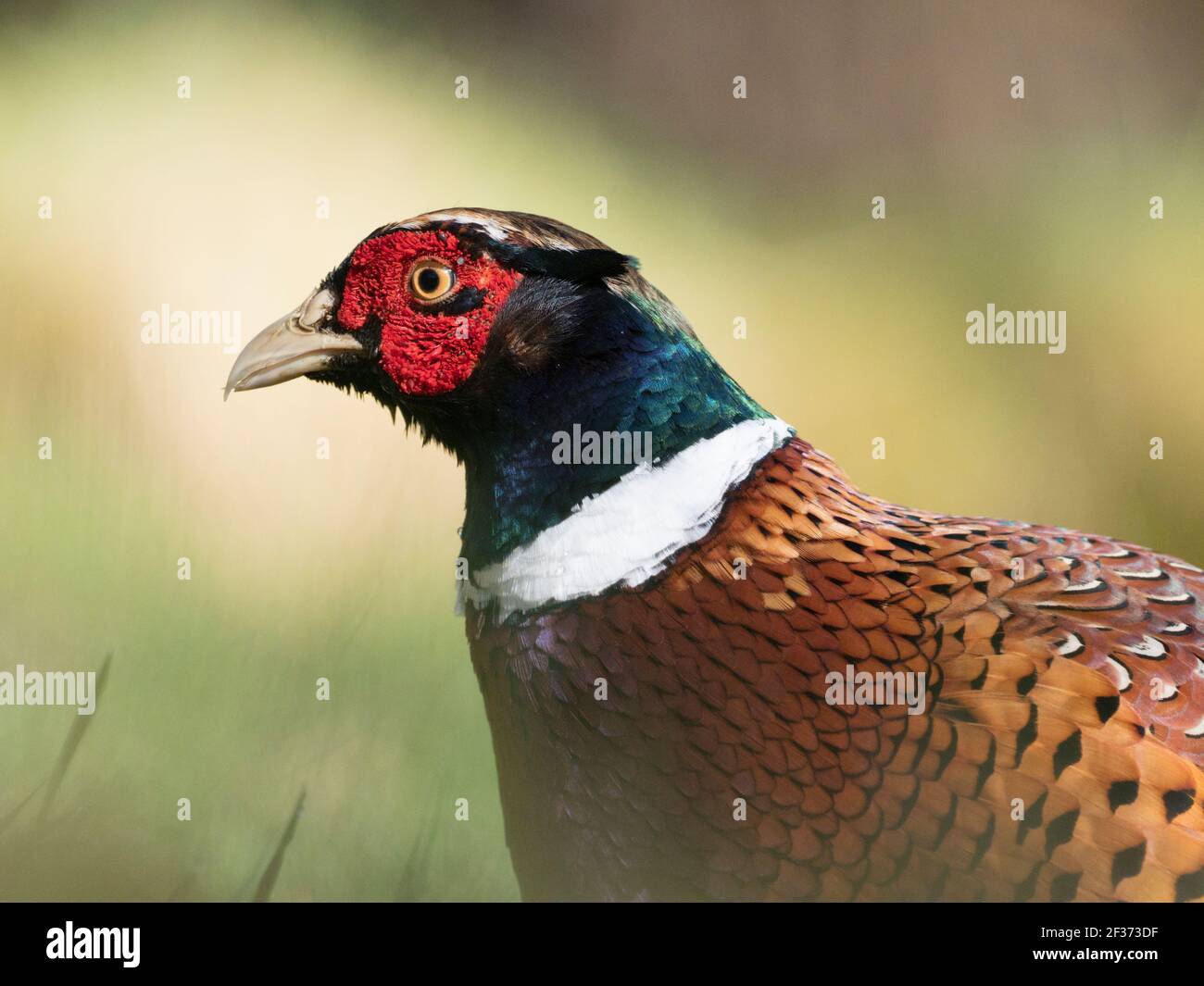 Male Pheasant (Phasianus colchicus) in the forest, Highlands, Scotland ...
