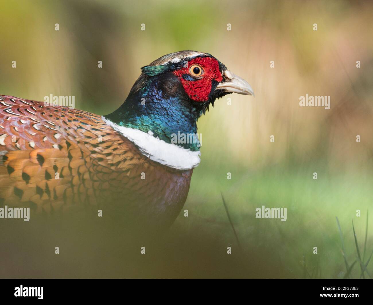 Male Pheasant (Phasianus colchicus) in the forest, Highlands, Scotland ...