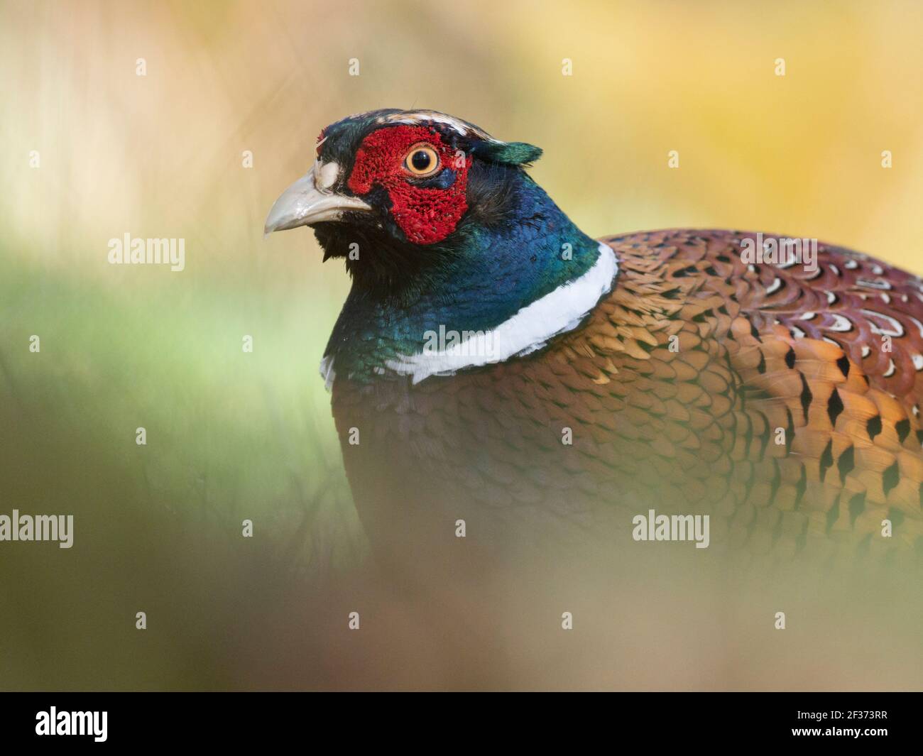 Male Pheasant (Phasianus colchicus) in the forest, Highlands, Scotland ...