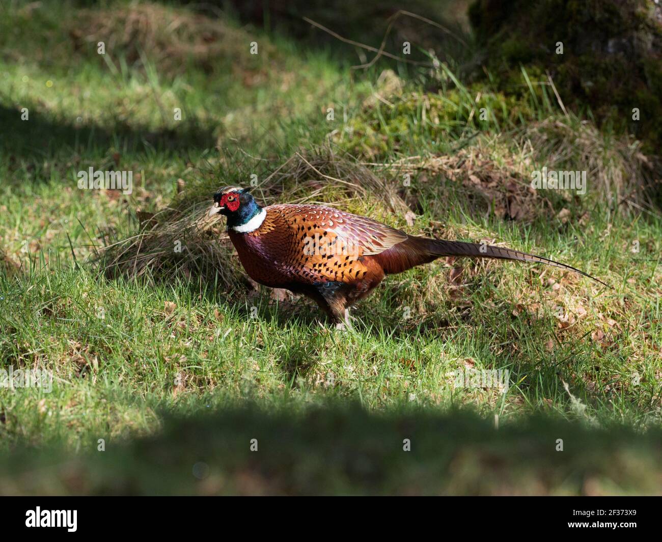 Male Pheasant (Phasianus colchicus) in the forest, Highlands, Scotland ...