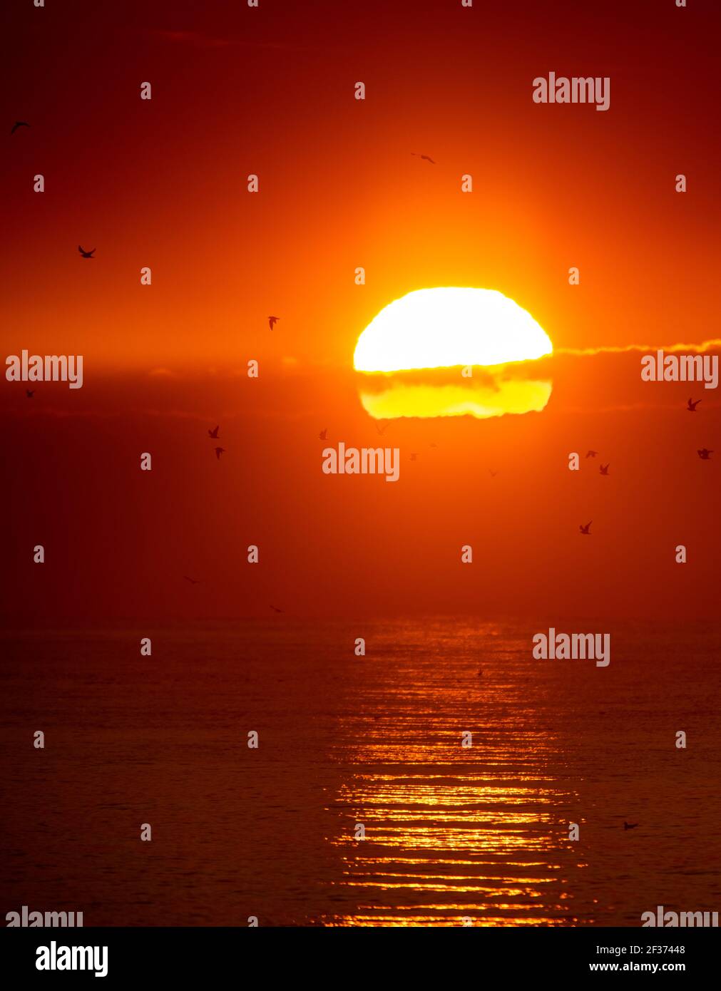 The rising sunrise as birds fly across at Rustington in West Sussex ...