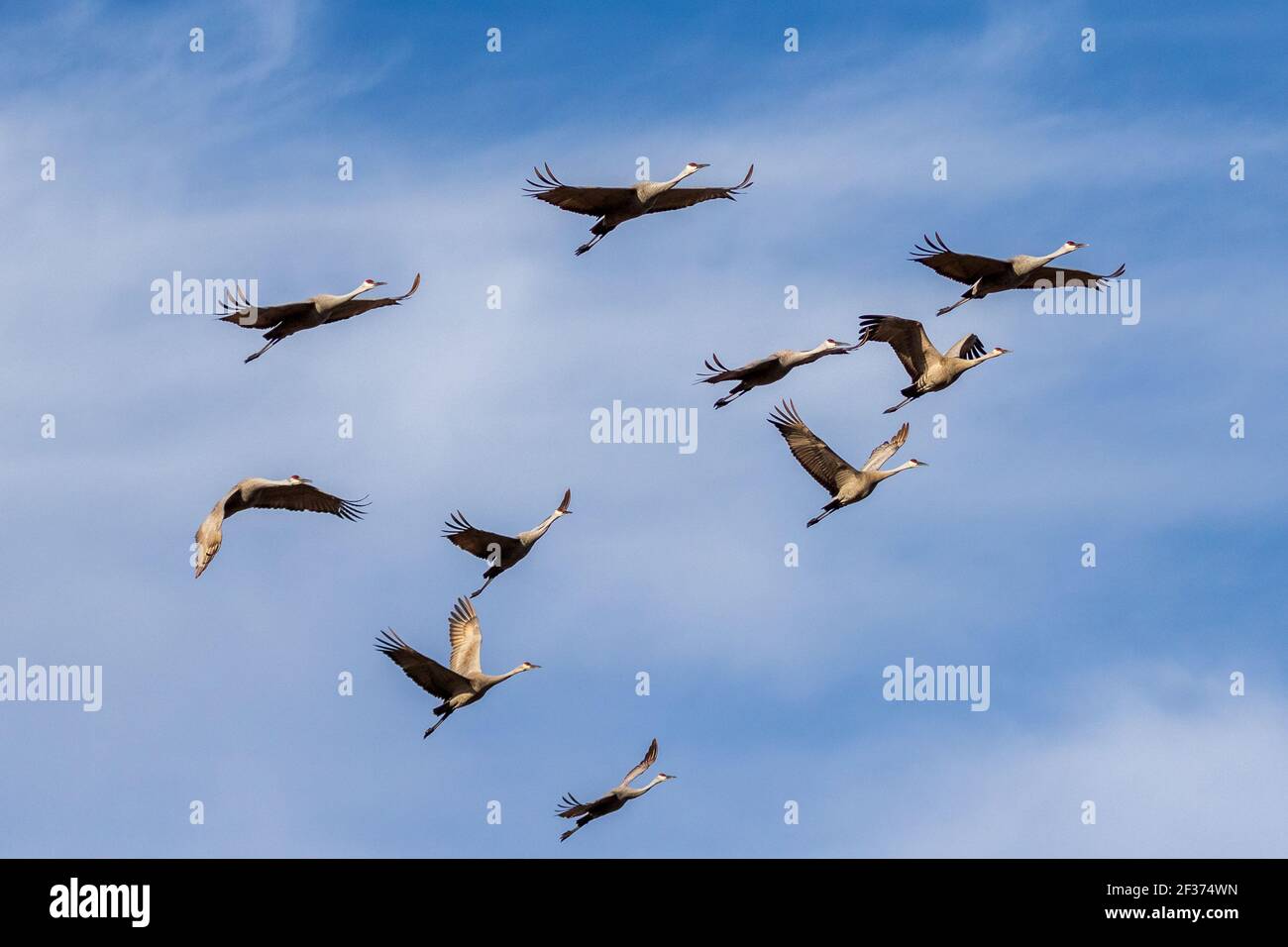 Sandhill crane, (Antigone canadensis) November 23rd, 2020 Wisconsin ...