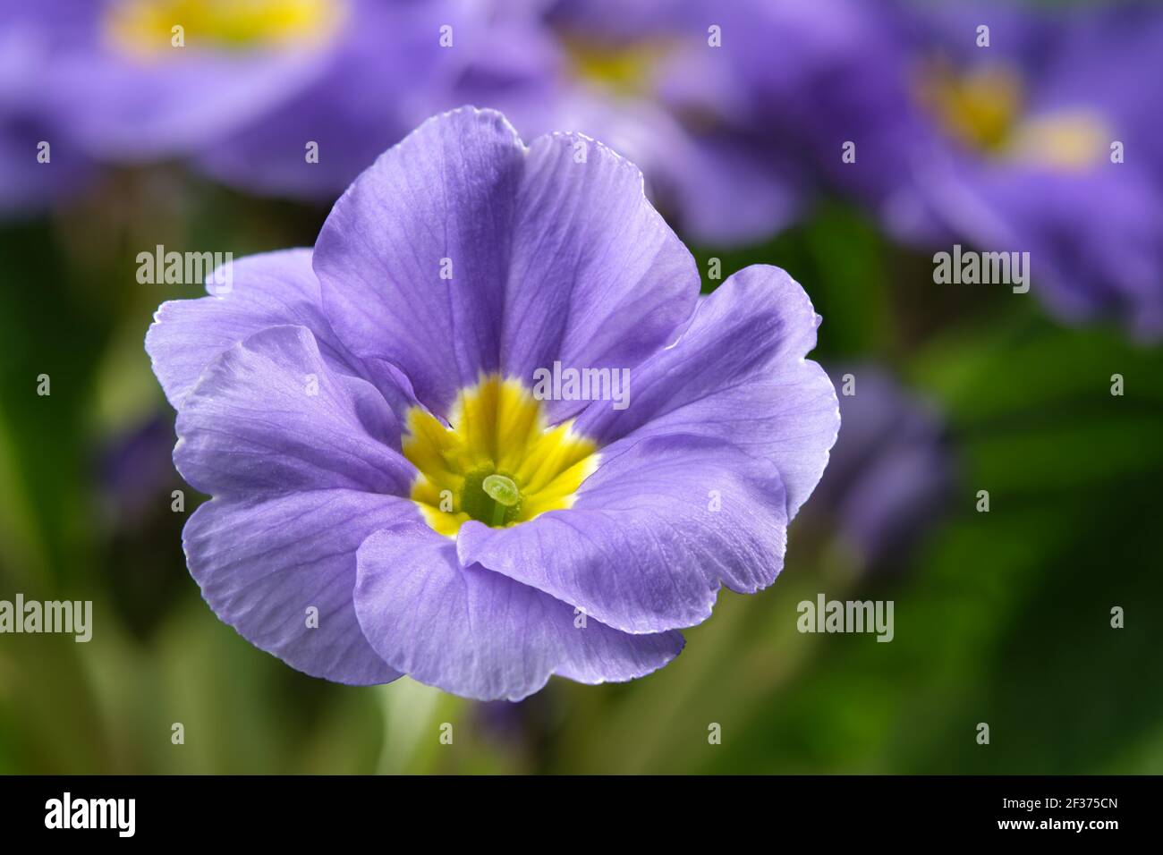 Blue primula. Primrose flower close up Stock Photo - Alamy