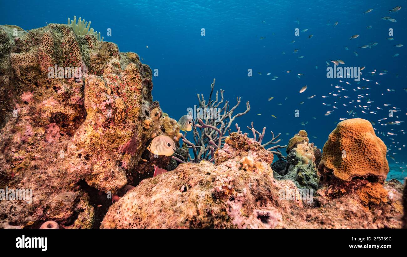 Foureye Butterflyfish in coral reef of Caribbean Sea, Curacao Stock ...