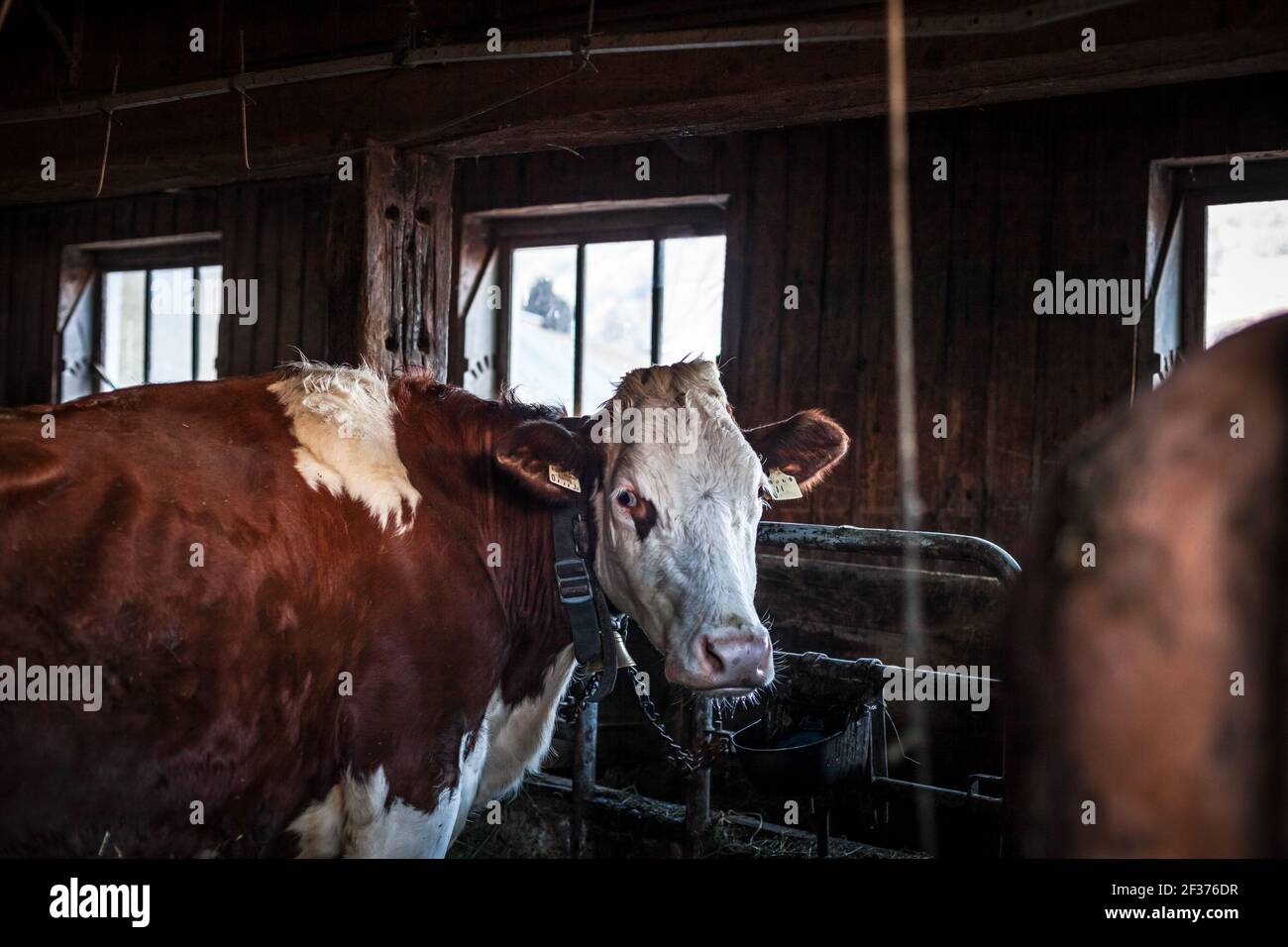 Stall black cows standing farm hi-res stock photography and images - Alamy