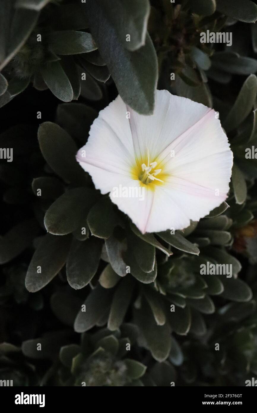 Yellow Convolvulus High Resolution Stock Photography and Images - Alamy