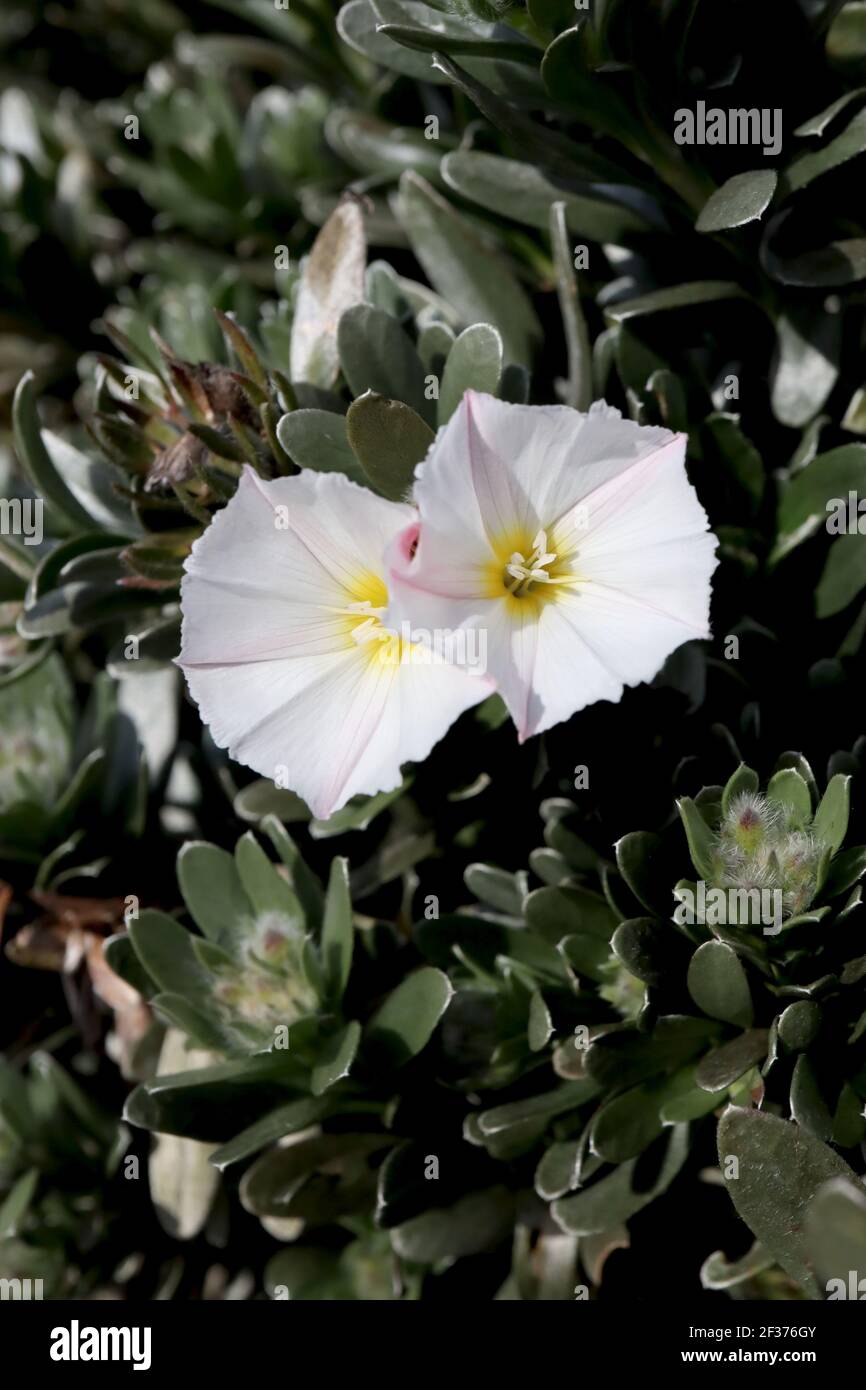 Convolvulus cneorum winter hi-res stock photography and images - Alamy