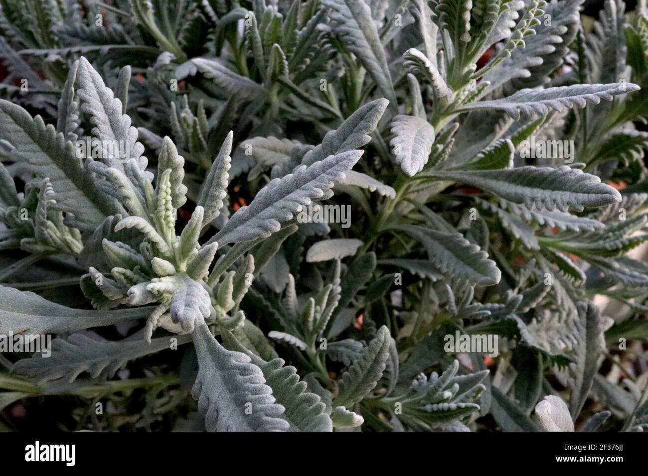 Lavendula dentata Fringed lavender – thick woolly fringed lavender ...