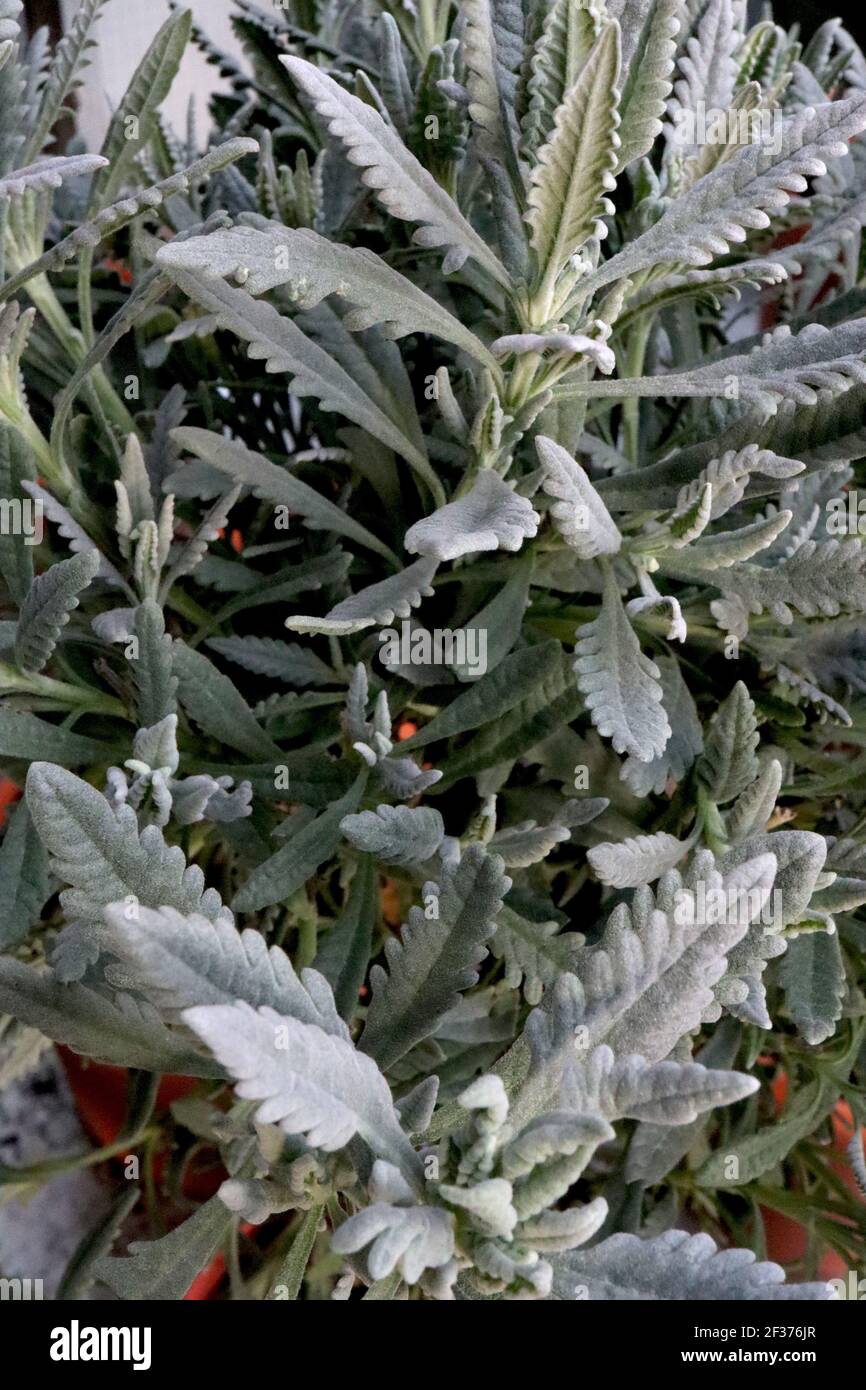 Lavender leaves hi-res stock photography and images - Alamy