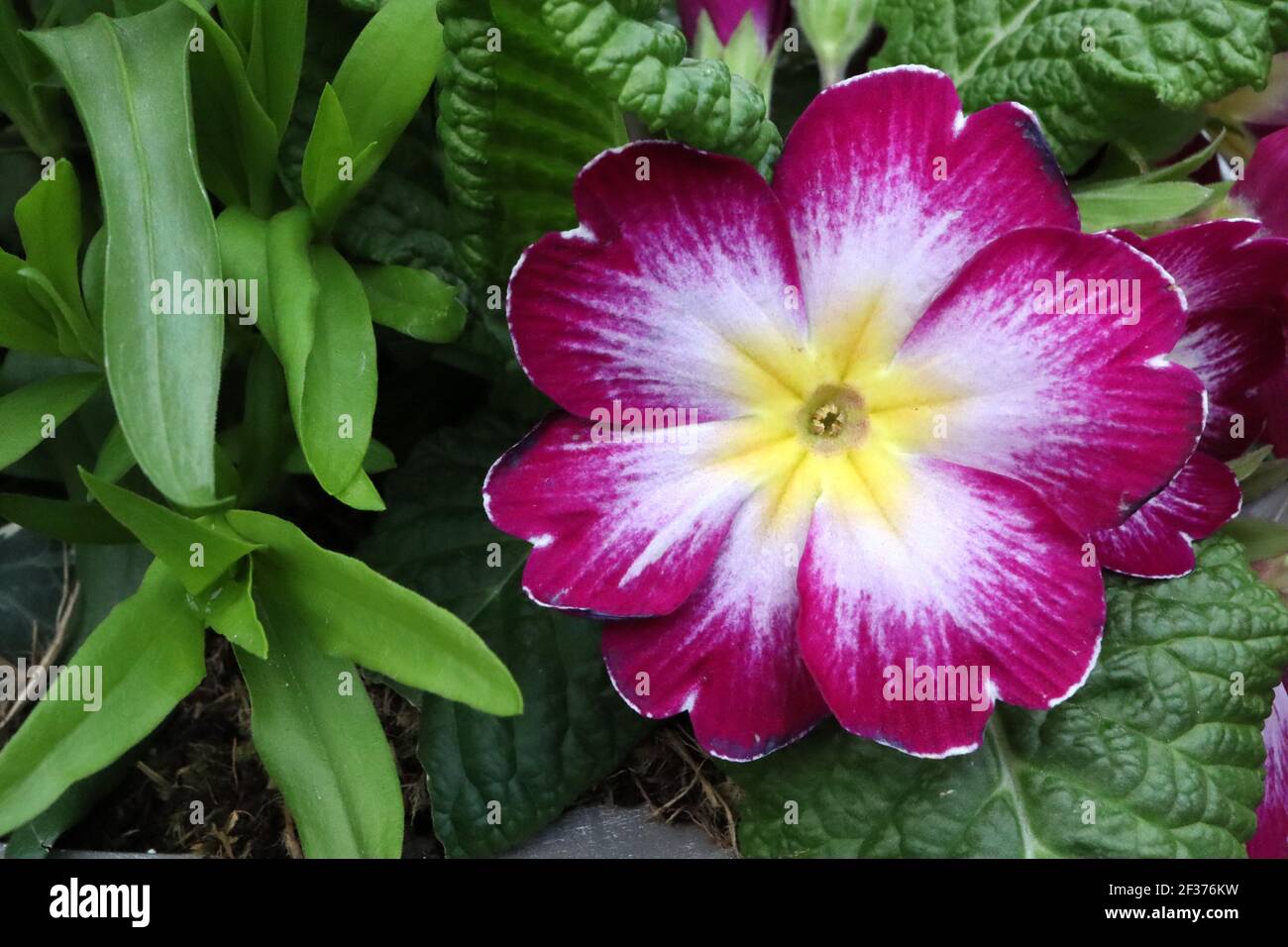 Carmine margins hi-res stock photography and images - Alamy