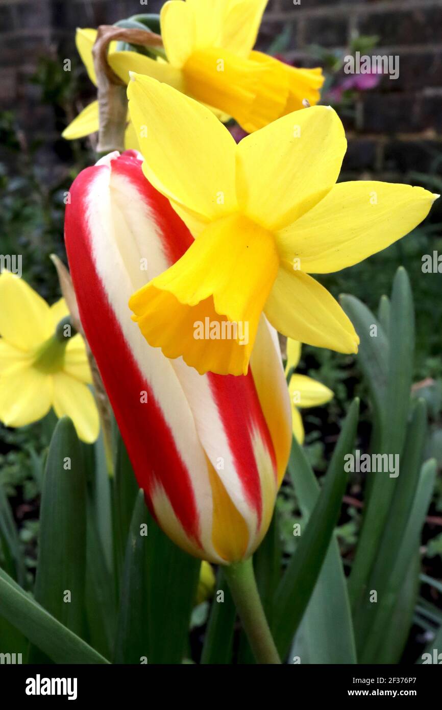 Tulipa ‘The First’ Kaufmanniana 12 The First tulip – creamy white ...
