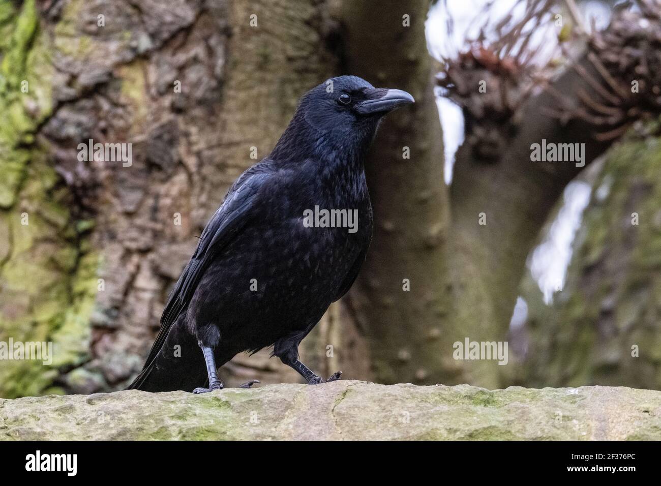 Crows feet hi-res stock photography and images - Alamy