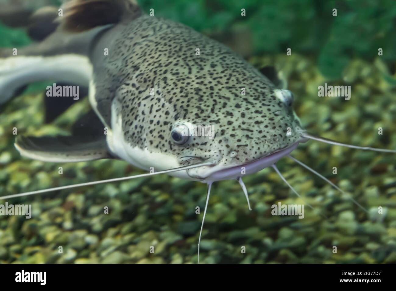 Som catfish hi-res stock photography and images - Alamy