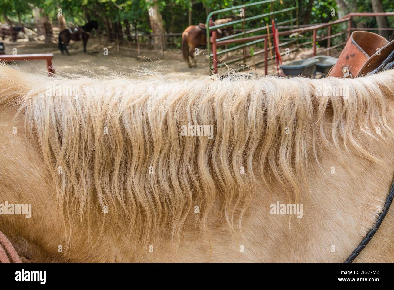 Circle bar b guest ranch hi-res stock photography and images - Alamy