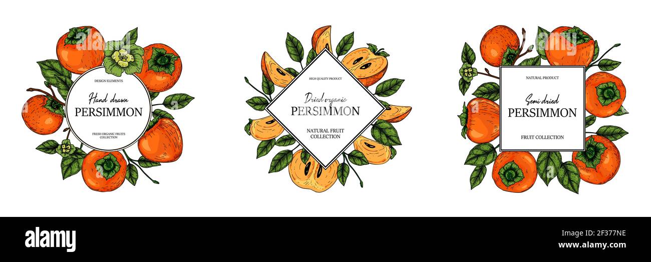 Set of hand drawn colorful persimmon design. Vector illustration in ...