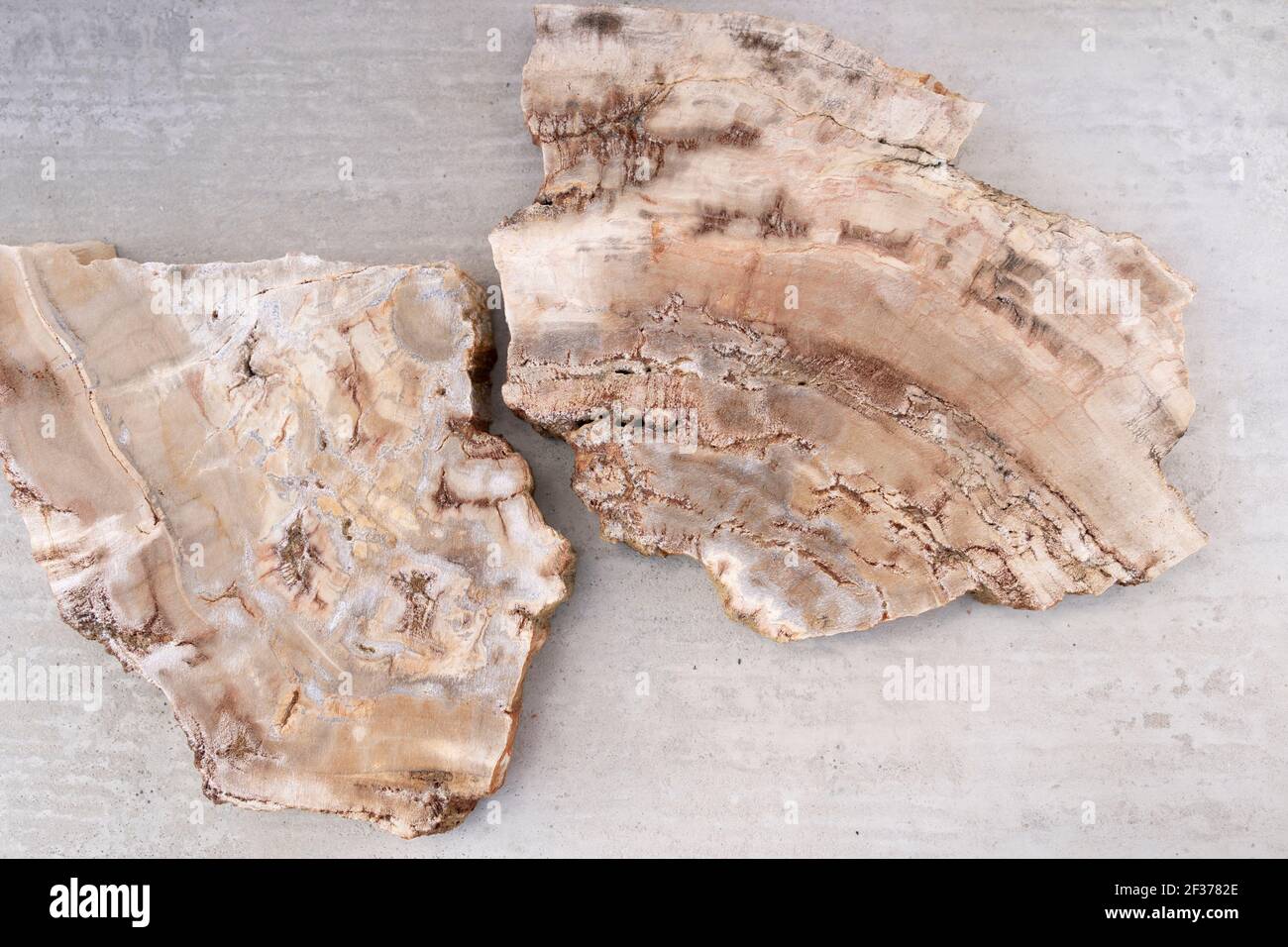 A fossil of wood thousands of years old Stock Photo - Alamy