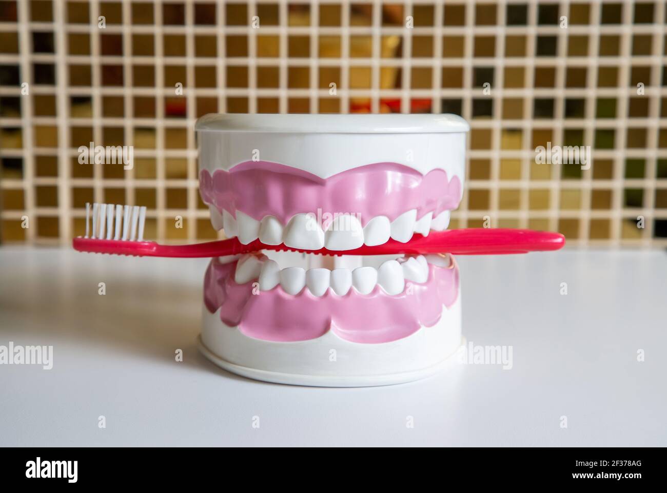 Clean teeth dental jaw model and red thooth brush on the table in ...