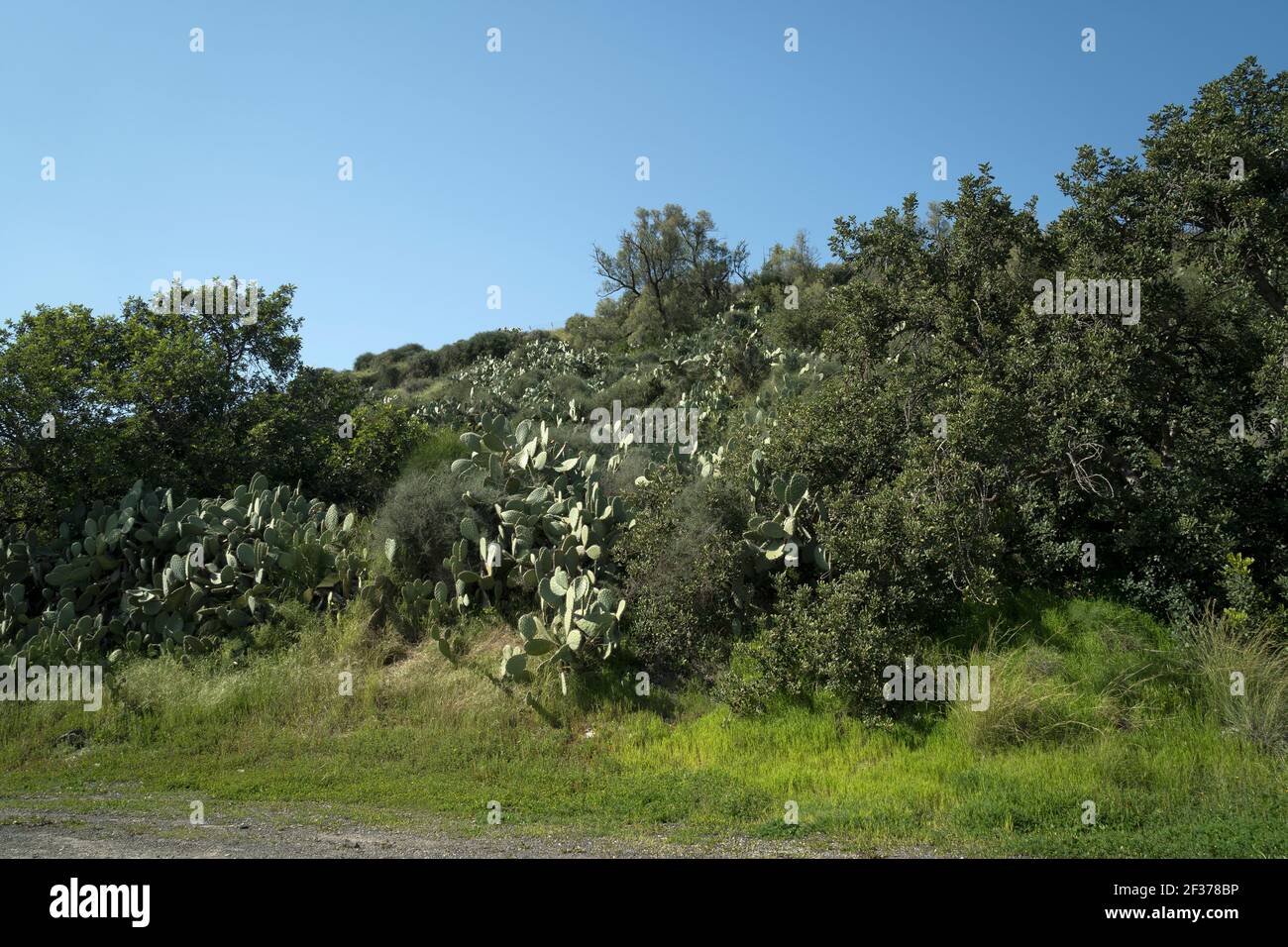 Tangle of trees and bushes hi-res stock photography and images - Alamy