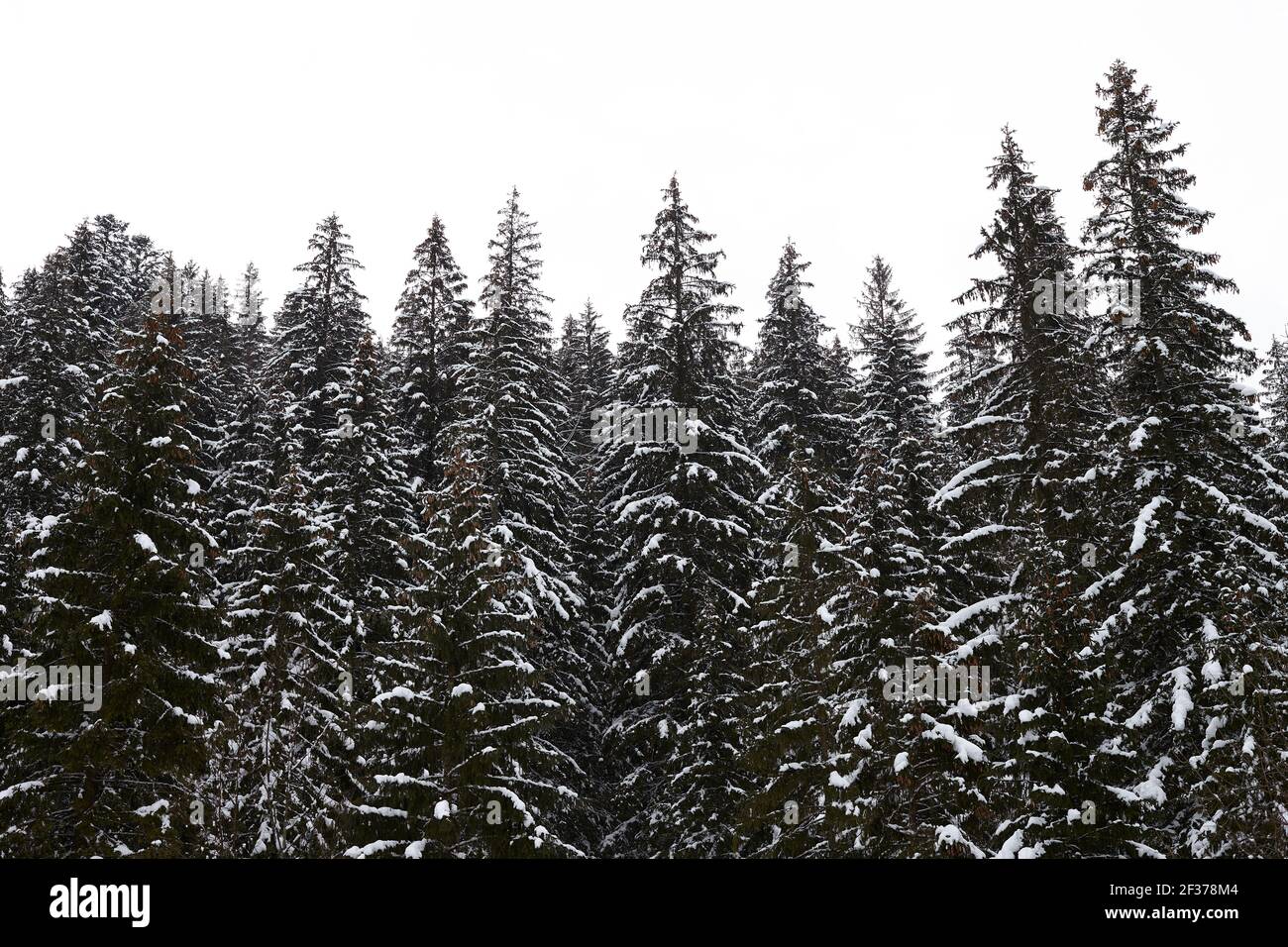 Winter landscape. Close up fur-trees in a show. No person Stock Photo ...